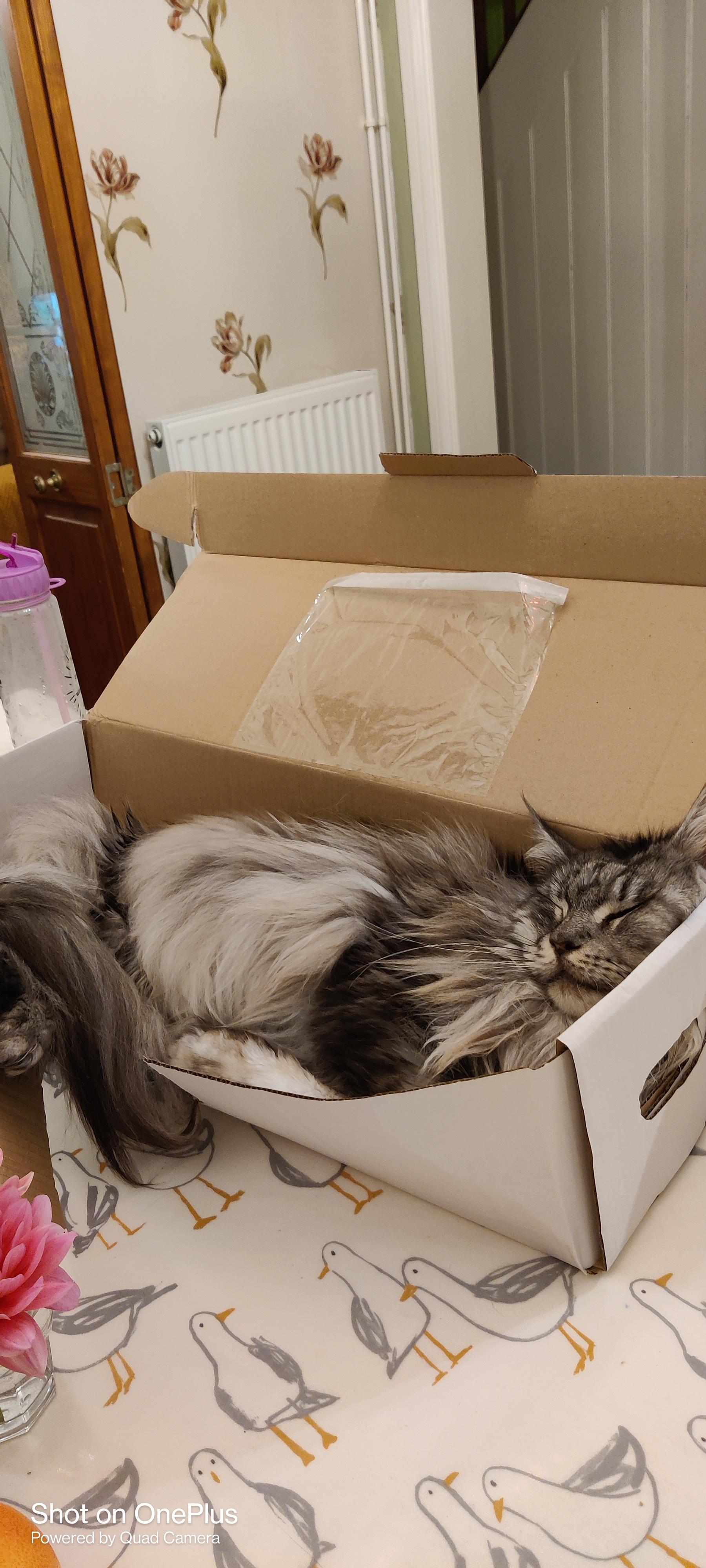 Received some flowers via delivery man yesterday, she's claimed the box and has laid/slept in it ...