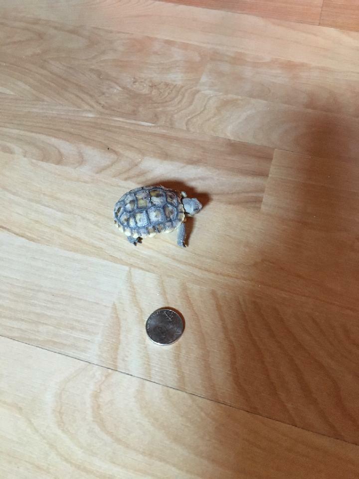 Recently Hatched Tortoise | Scrolller