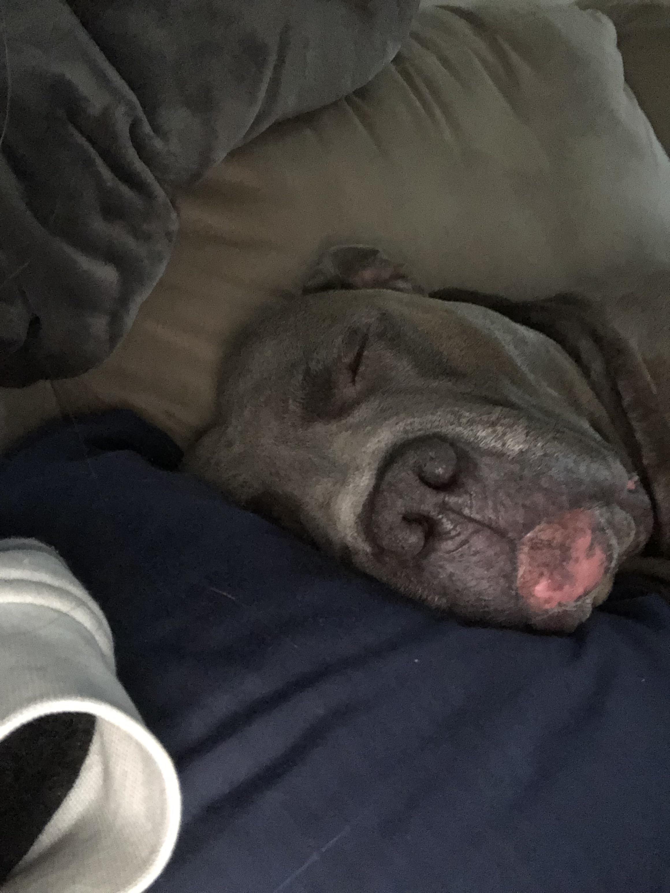 Rectangular moose head pitty 😛 | Scrolller