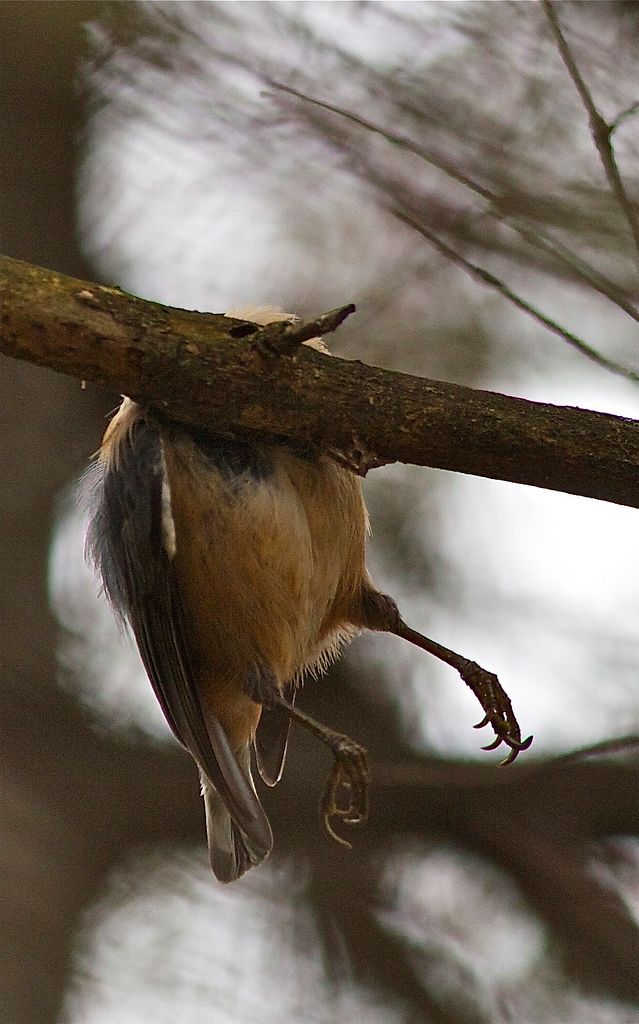 Red-breasted Nuthatch that was impaled by a Shrike | Scrolller