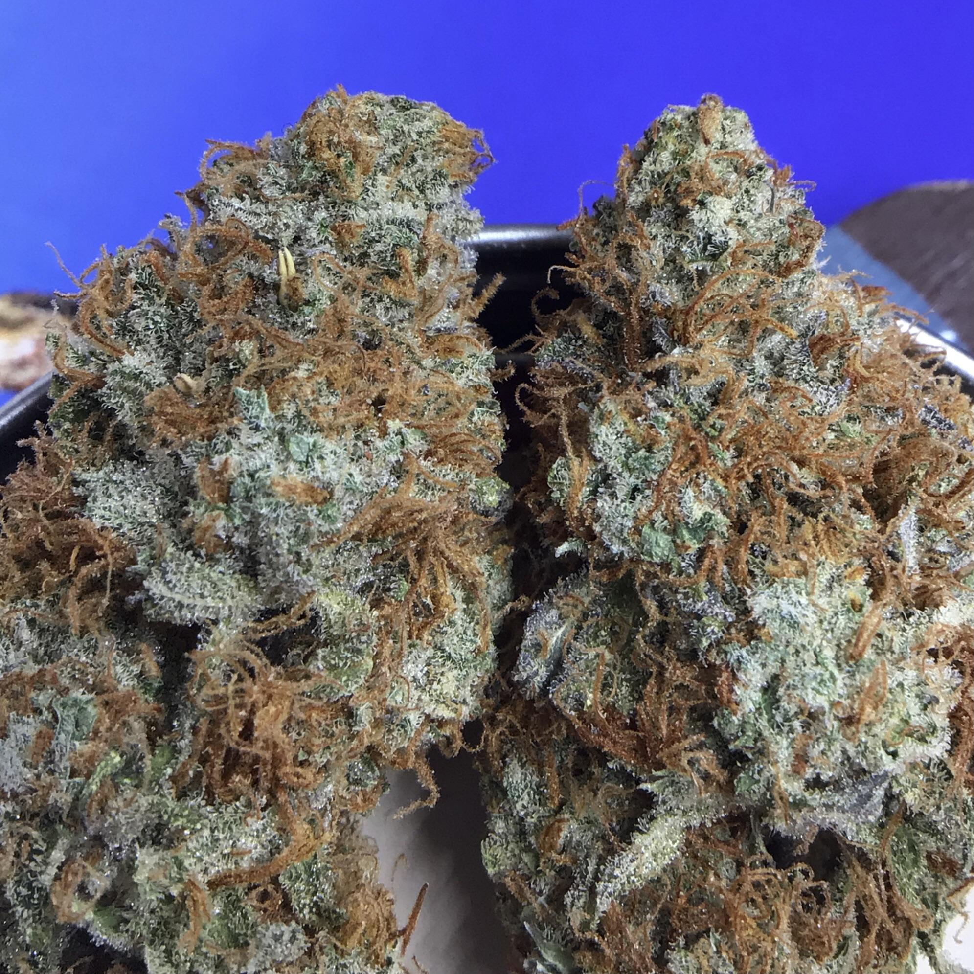 Red Congolese | Scrolller