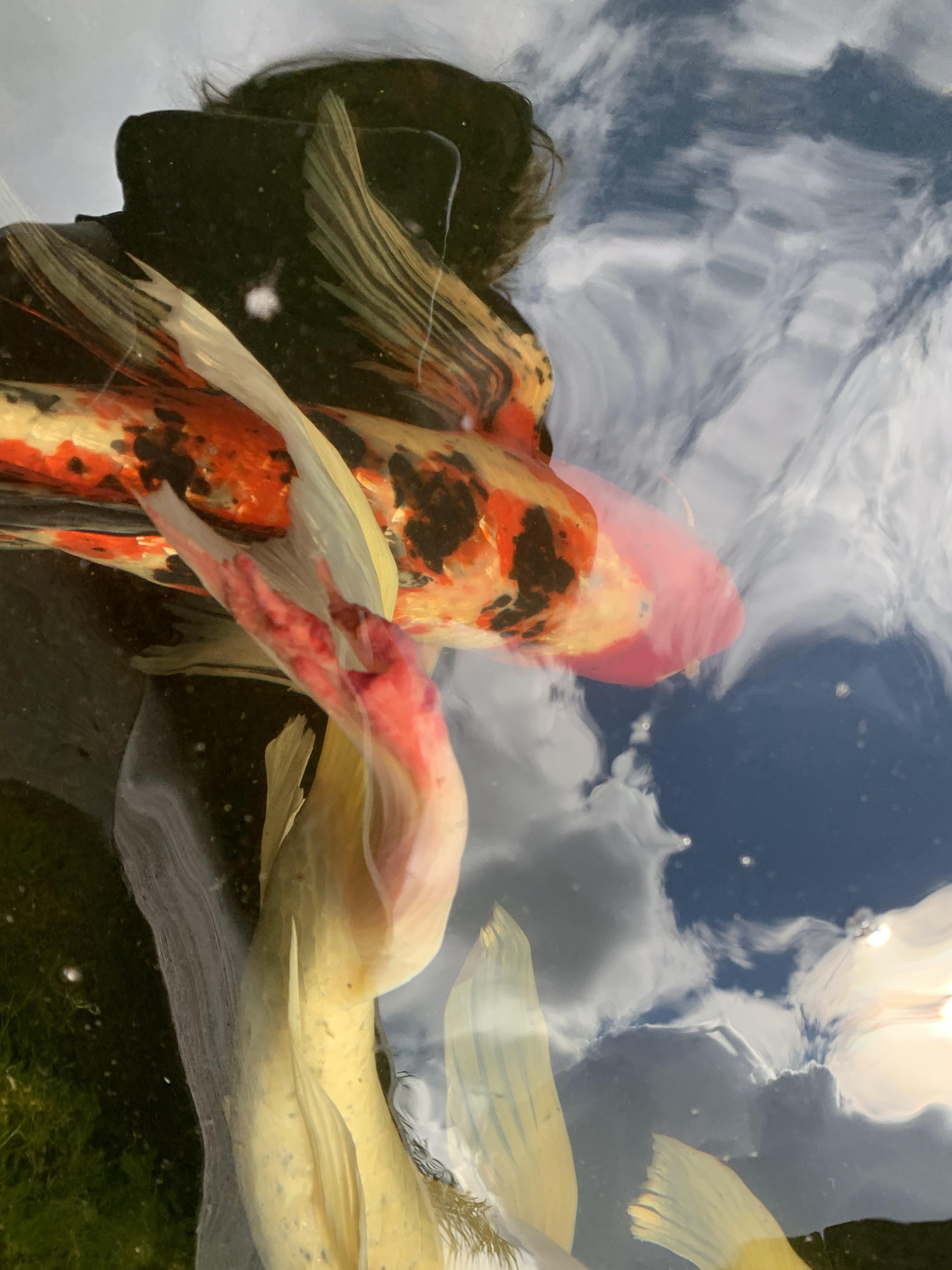 Red fungus like tail? | Scrolller