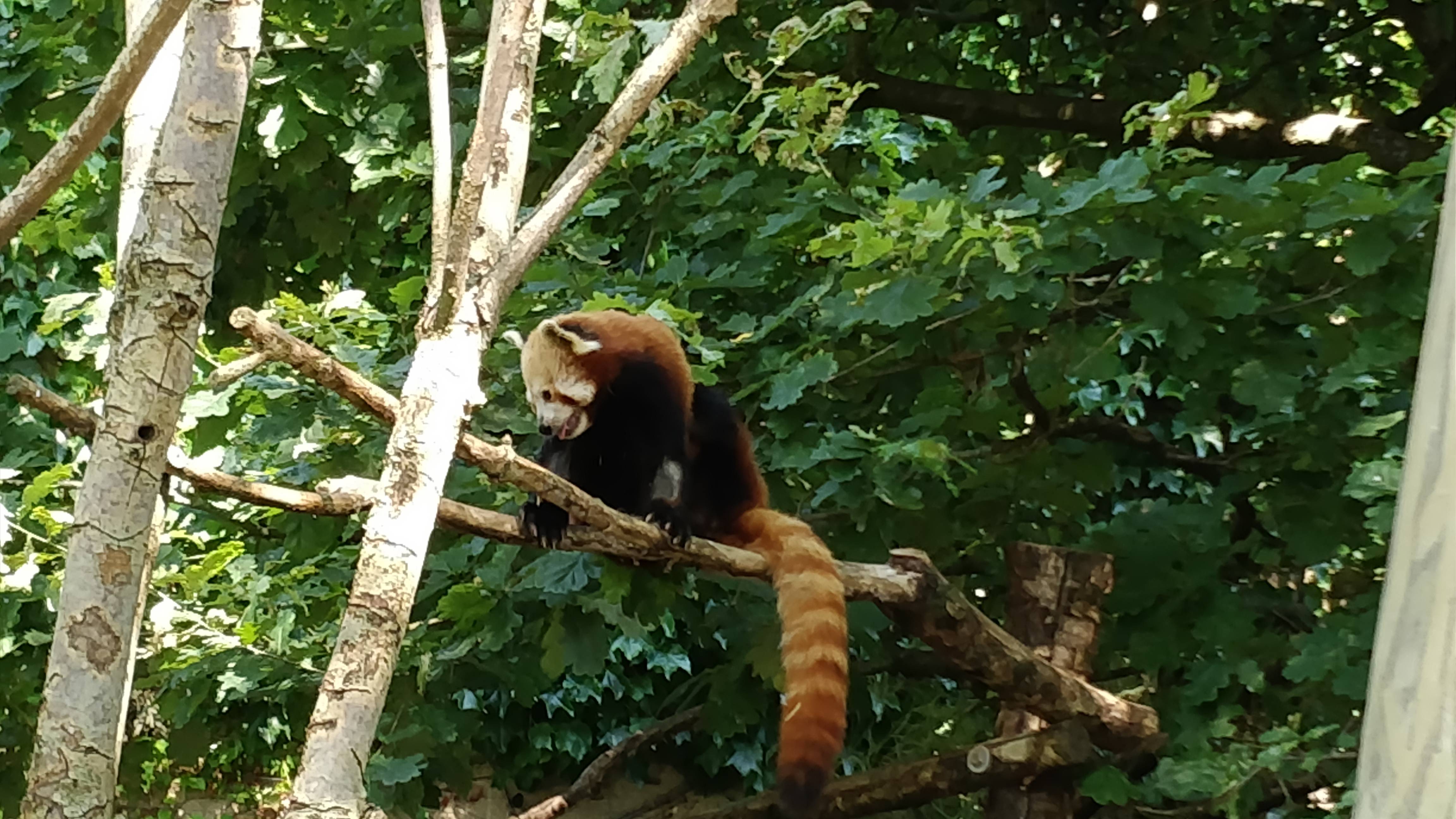 Red Panda at Bristol Zoo | Scrolller