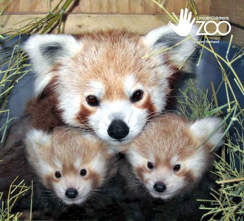 Red Panda family | Scrolller