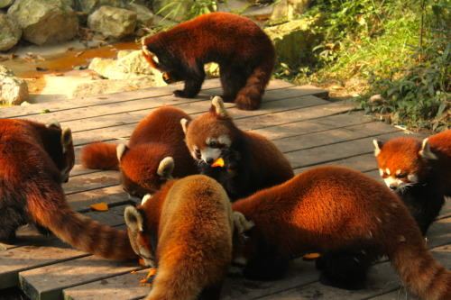 Red Panda Paradise | Scrolller