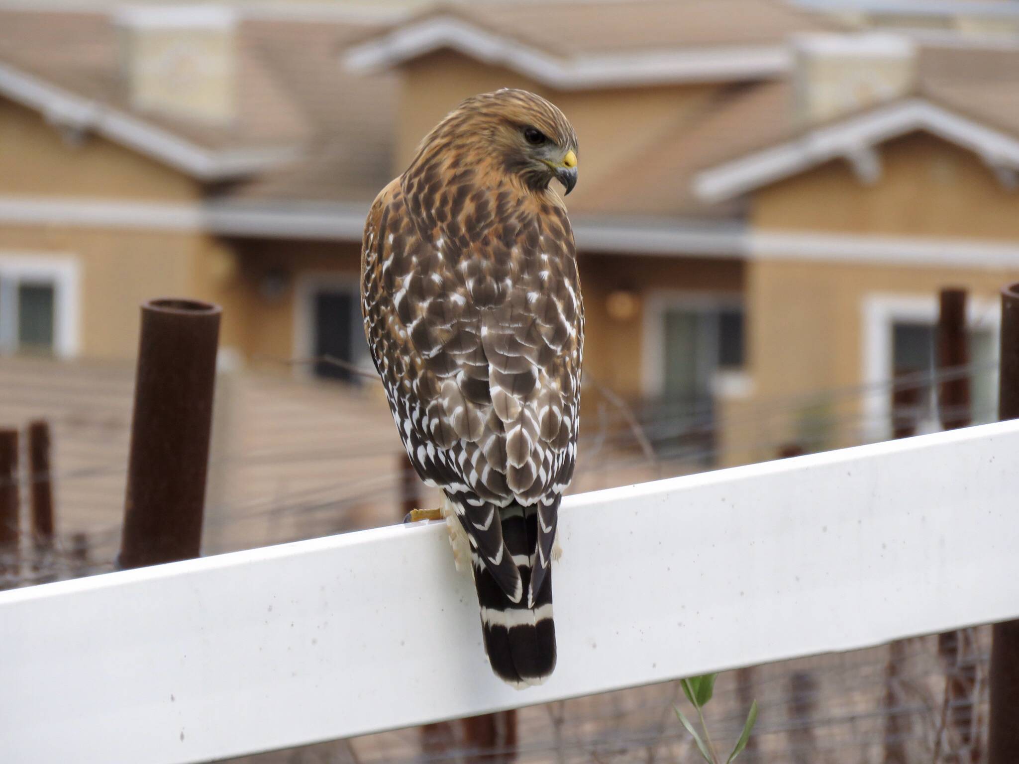 Red Shouldered Hawk | Scrolller