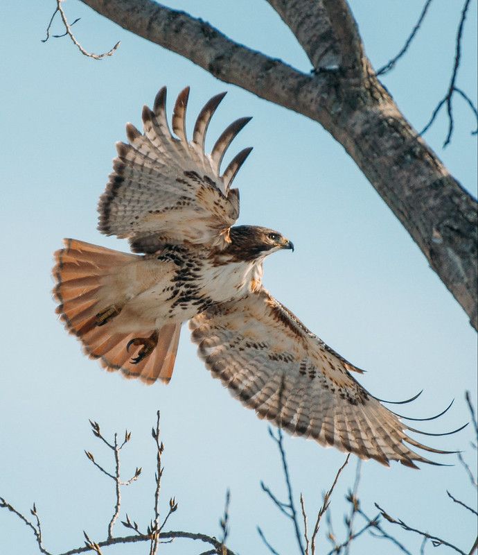 Red Tailed Hawk Take Off | Scrolller