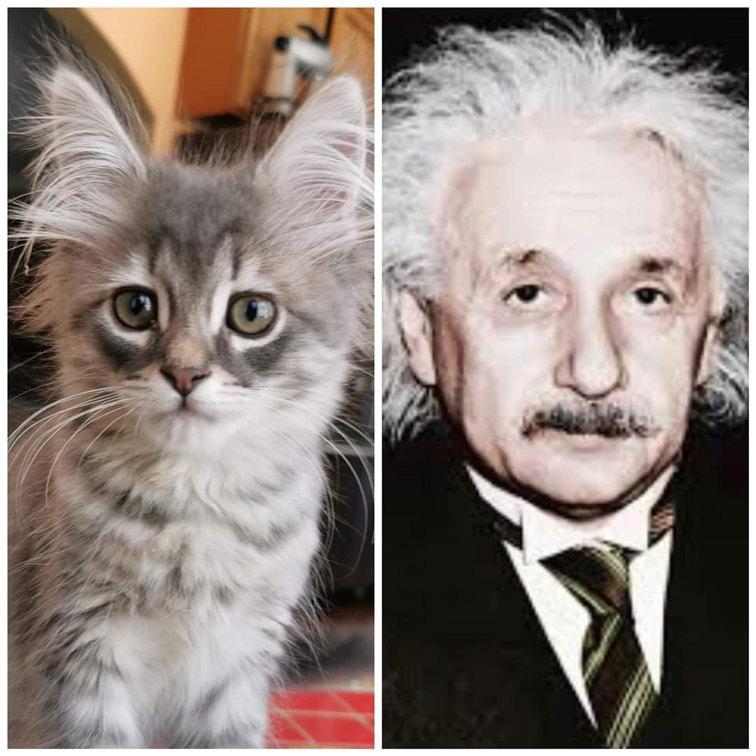 Reddit, meet Einstein! | Scrolller