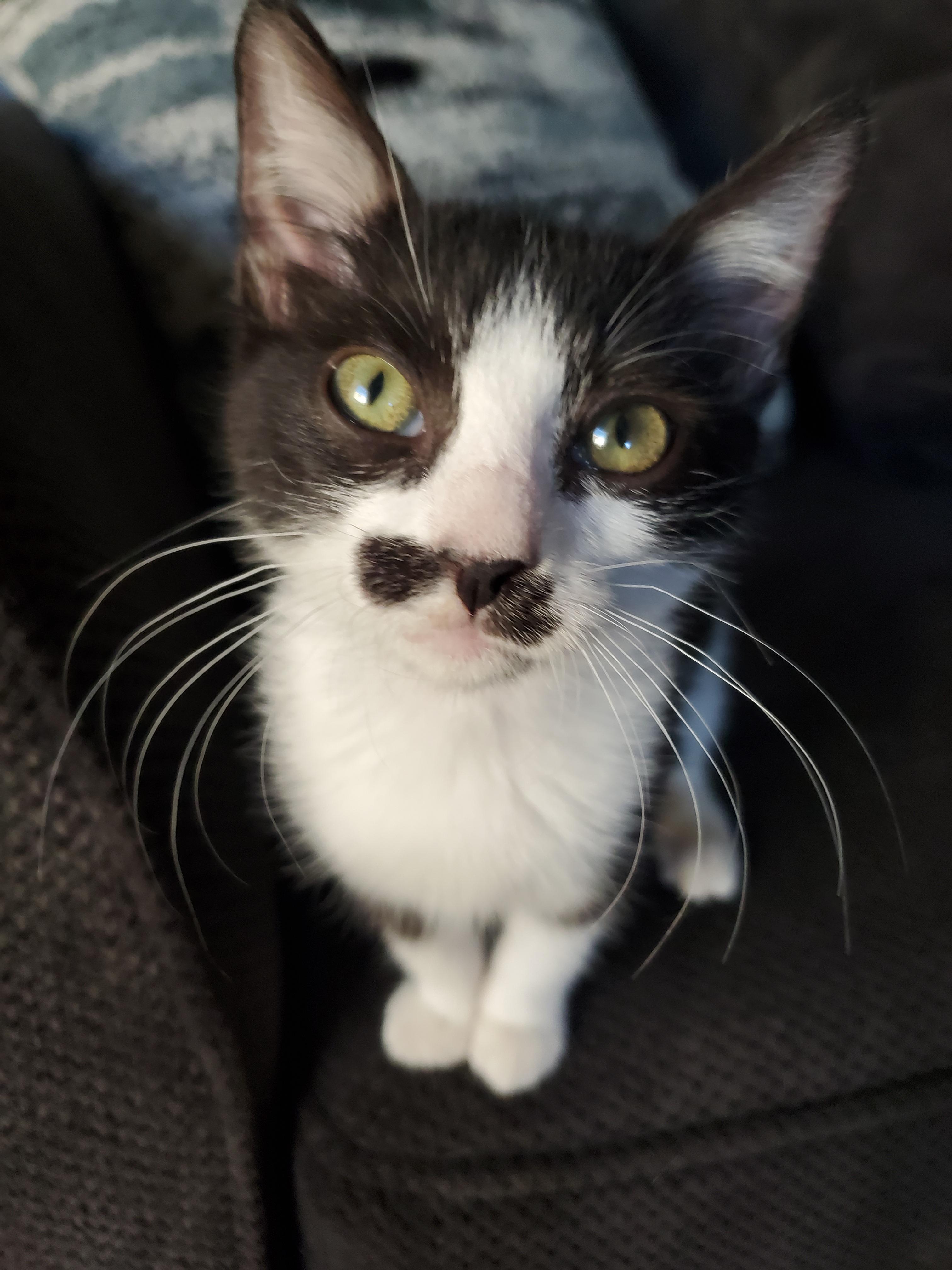 Reddit meet Hank. She's probably more of a Magnum P. I. than a kitler but I'm going with it ...
