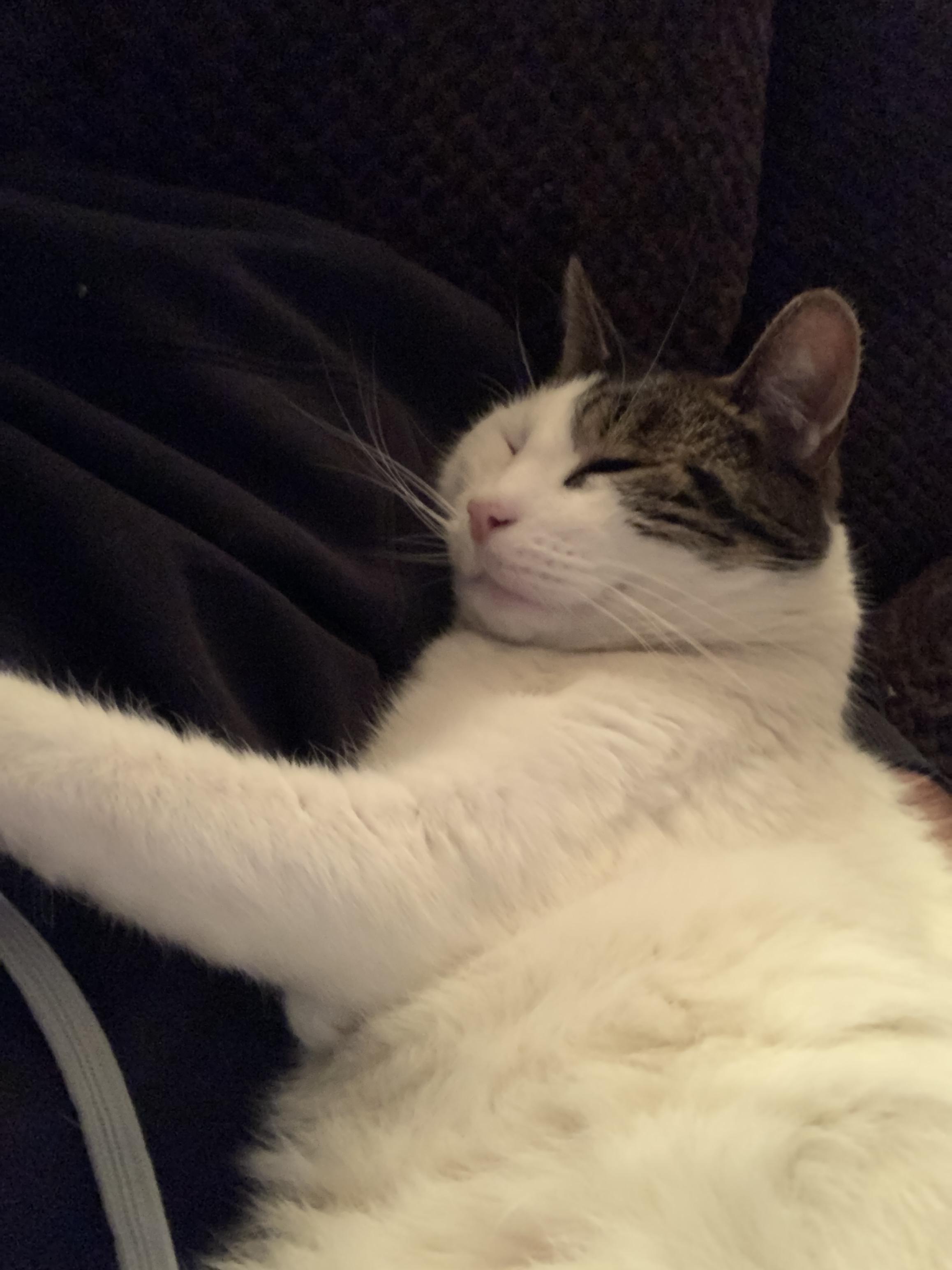 Reddit, meet Jooni. World class street fighter and snuggle bug. | Scrolller