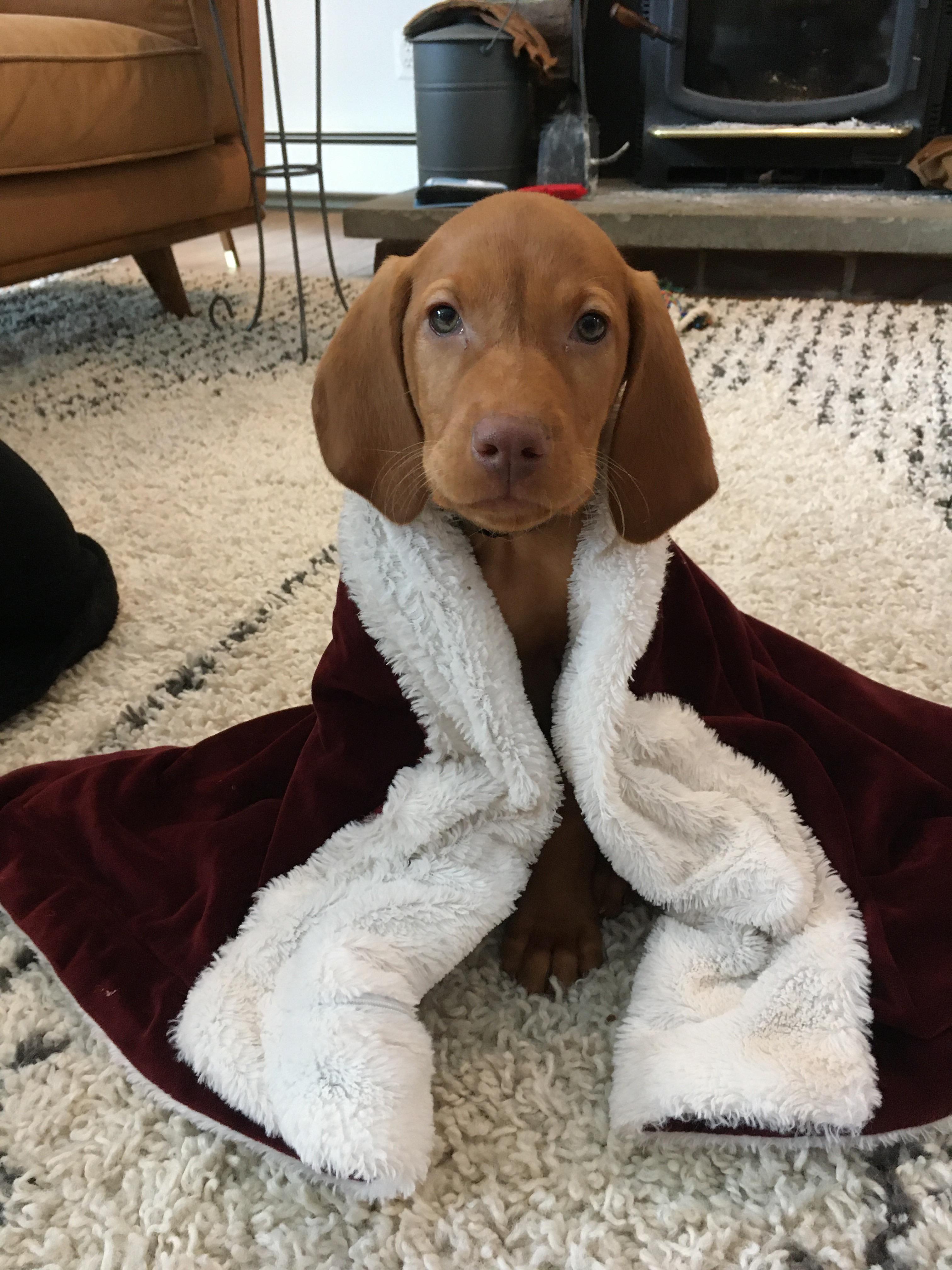 Reddit, meet King Oskar | Scrolller