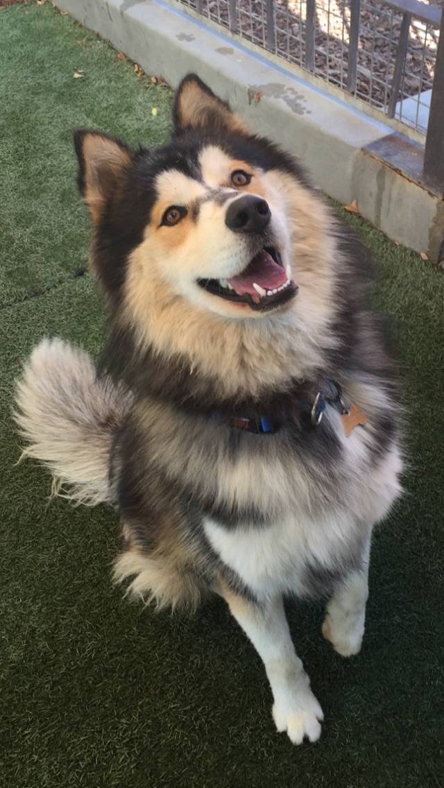 Reddit...Meet our awesome new buddy...BOOMER! | Scrolller