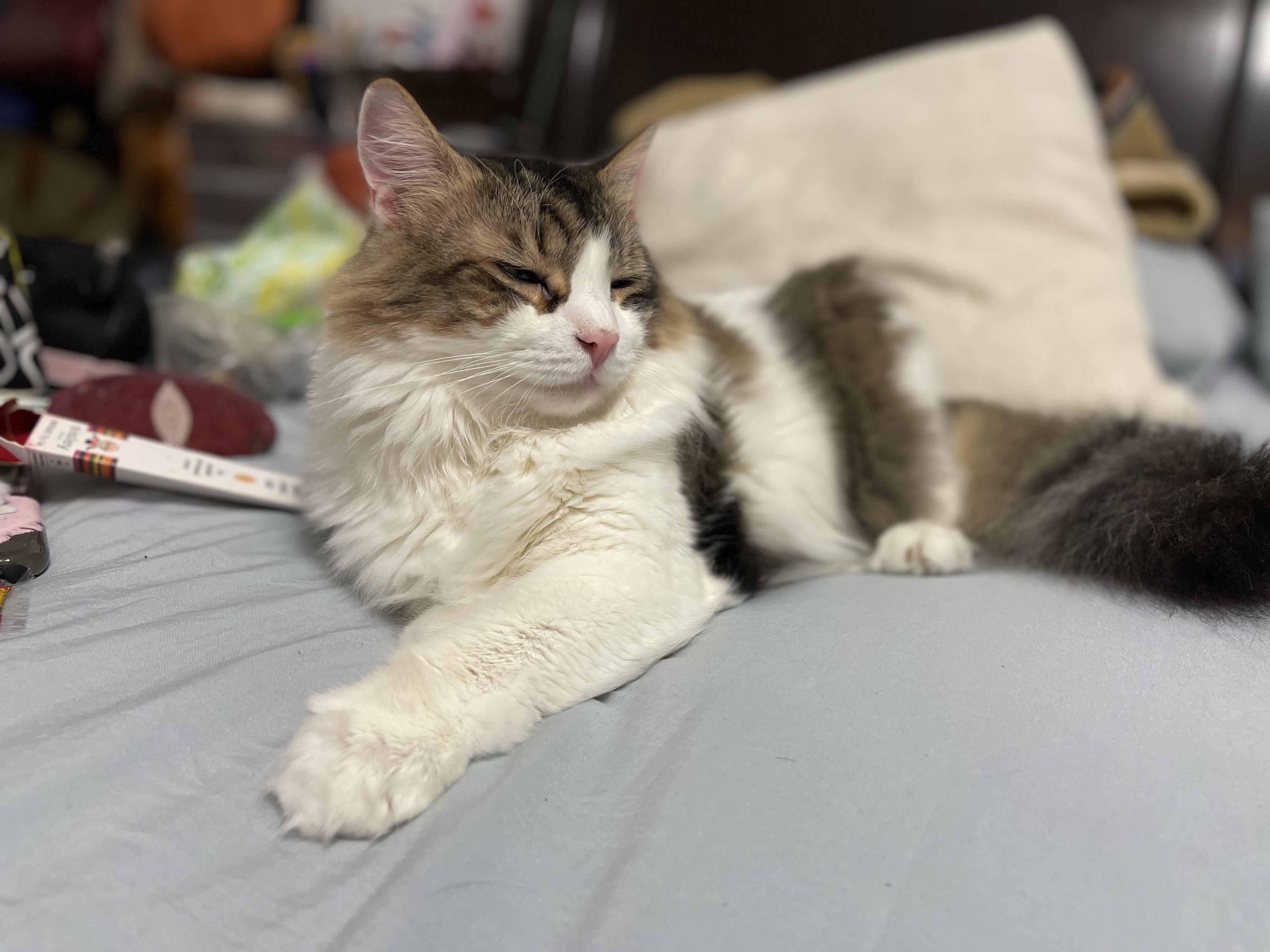 Reddit meet Sam the Main Coon 😍 | Scrolller