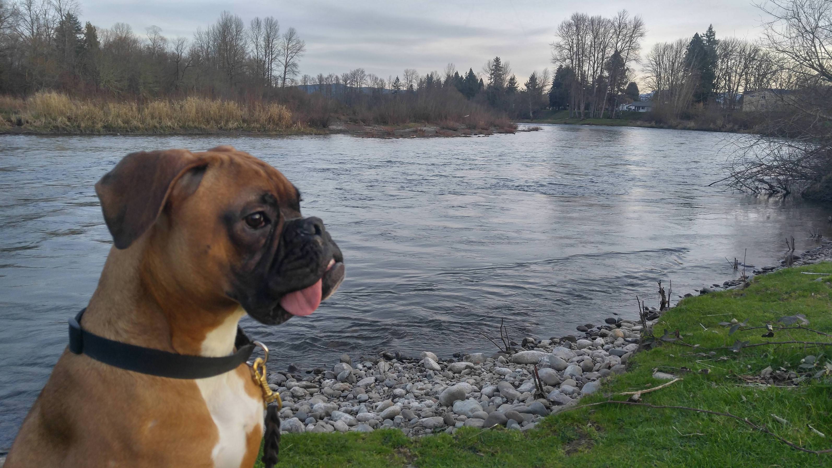 Reddit, meet Tyson in all of his majesty | Scrolller