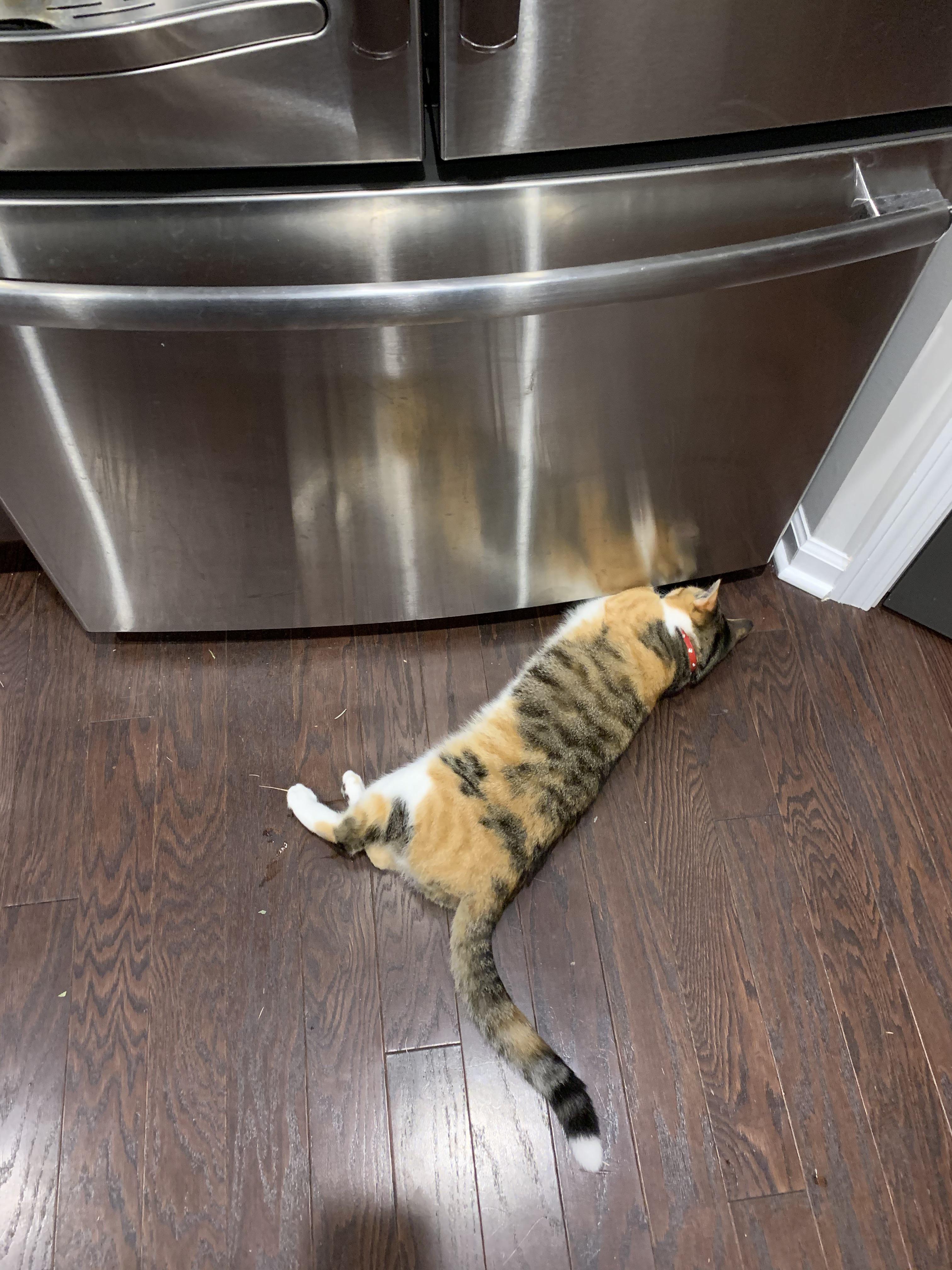 Refrigerator Maintenance | Scrolller