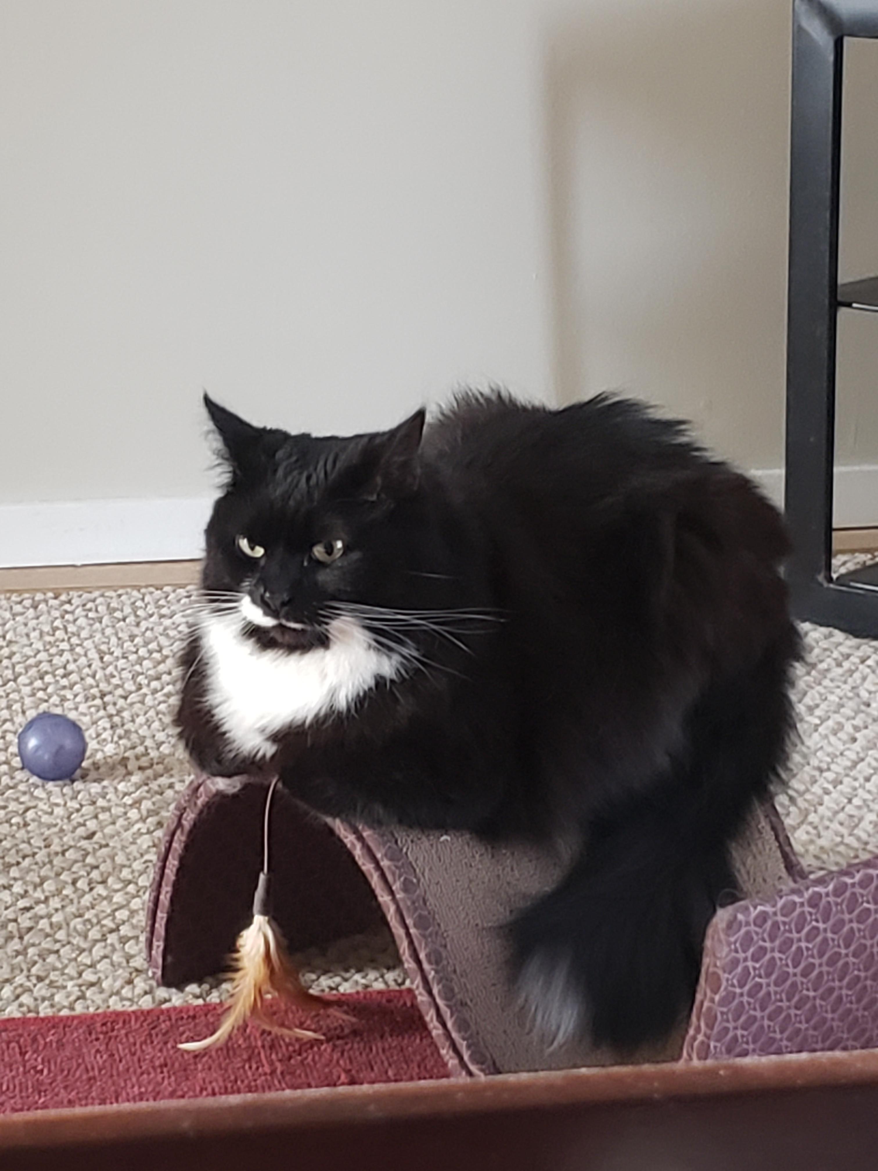 Regal loaf | Scrolller