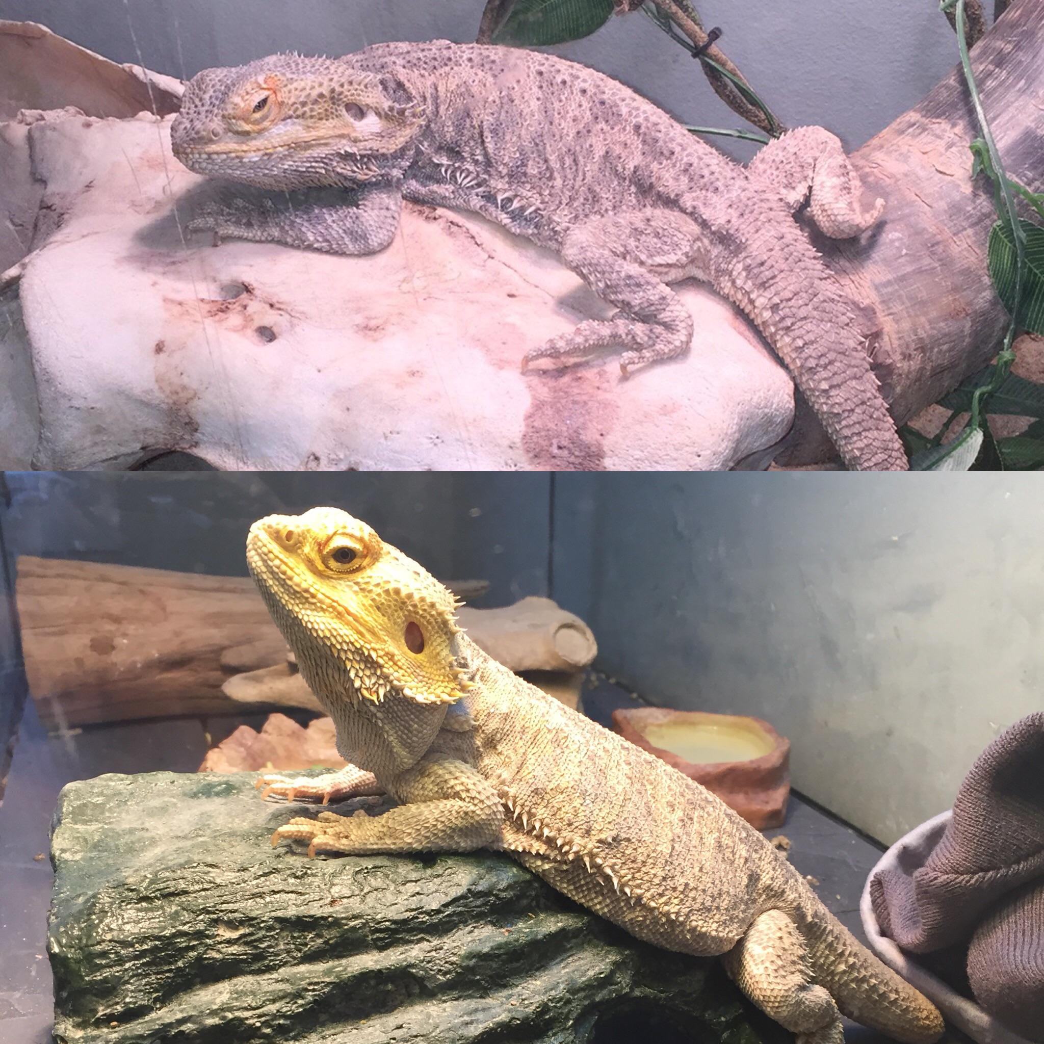 Rehab of a bearded dragon I rescued. | Scrolller