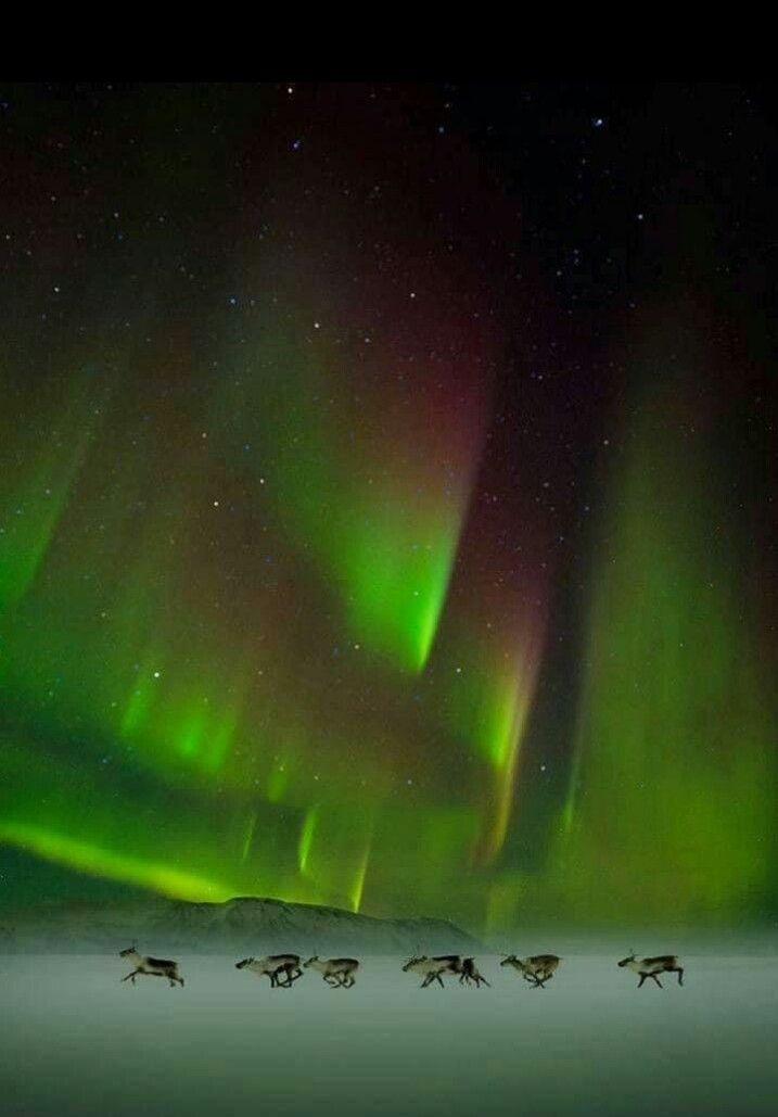 reindeer running under the northern lights | Scrolller