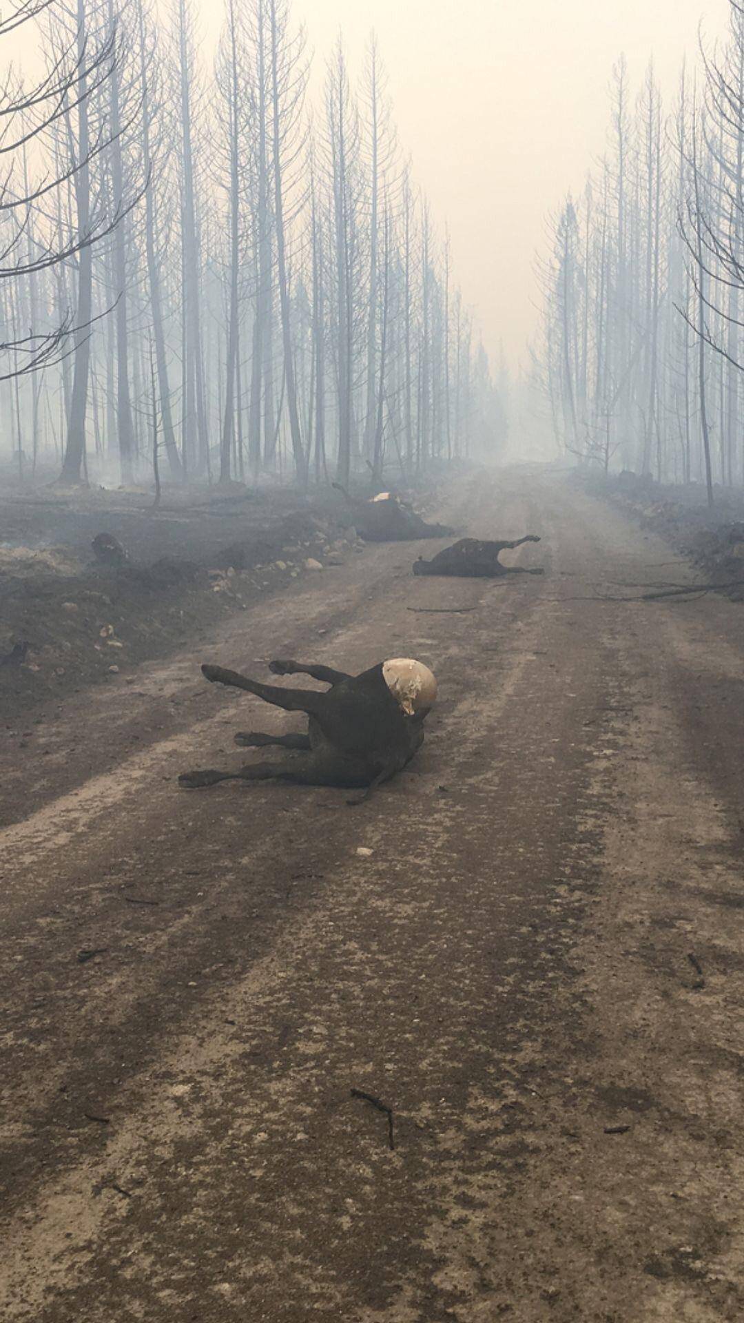 Remains of BC forest fires | Scrolller
