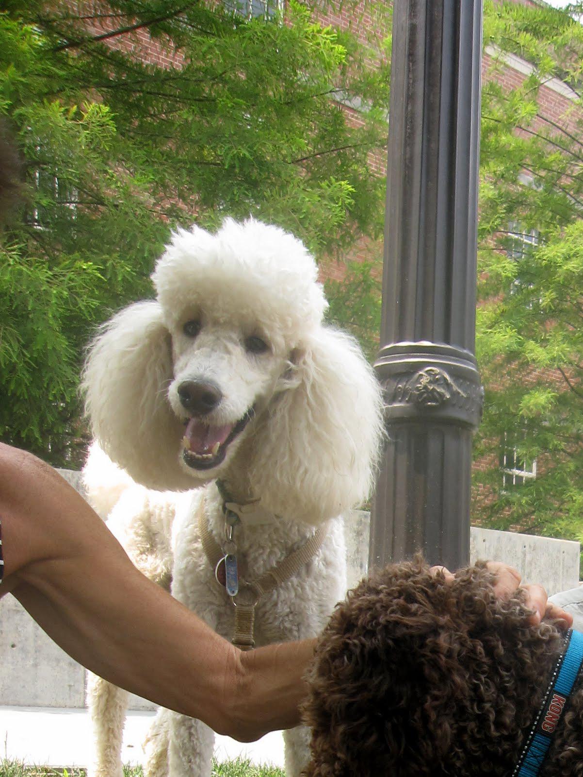 Remembering Ella (2008-2019) | Scrolller