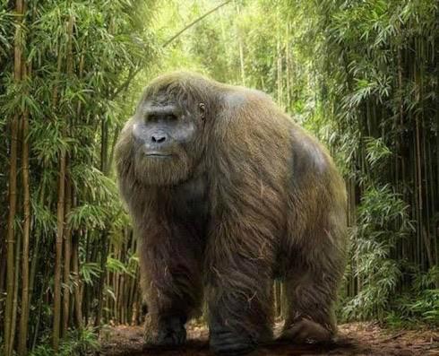 Remembering the Gigantopithecus, who’s species was tragically killed by humans | Scrolller
