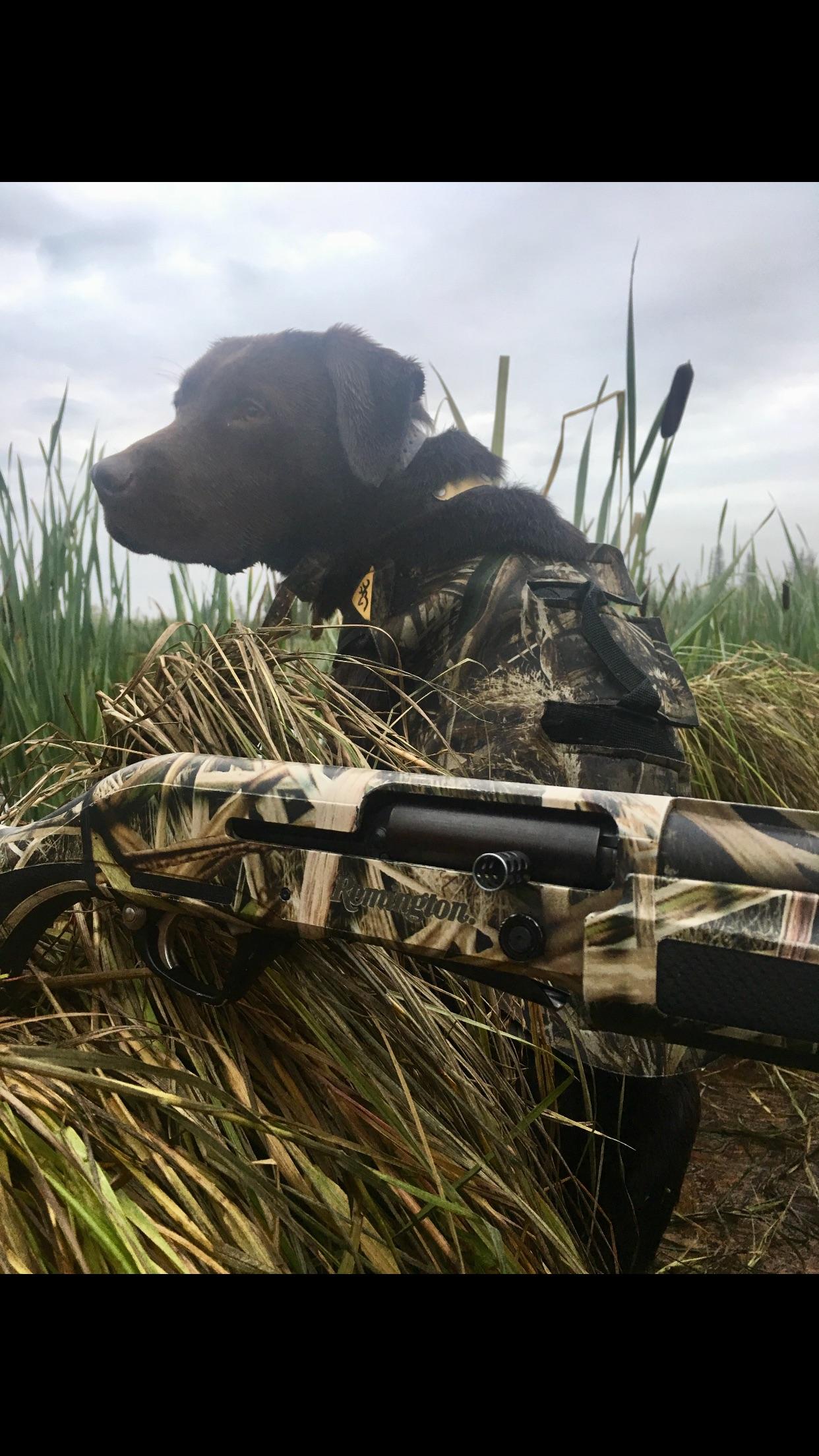 Remington Versamax getting it done | Scrolller