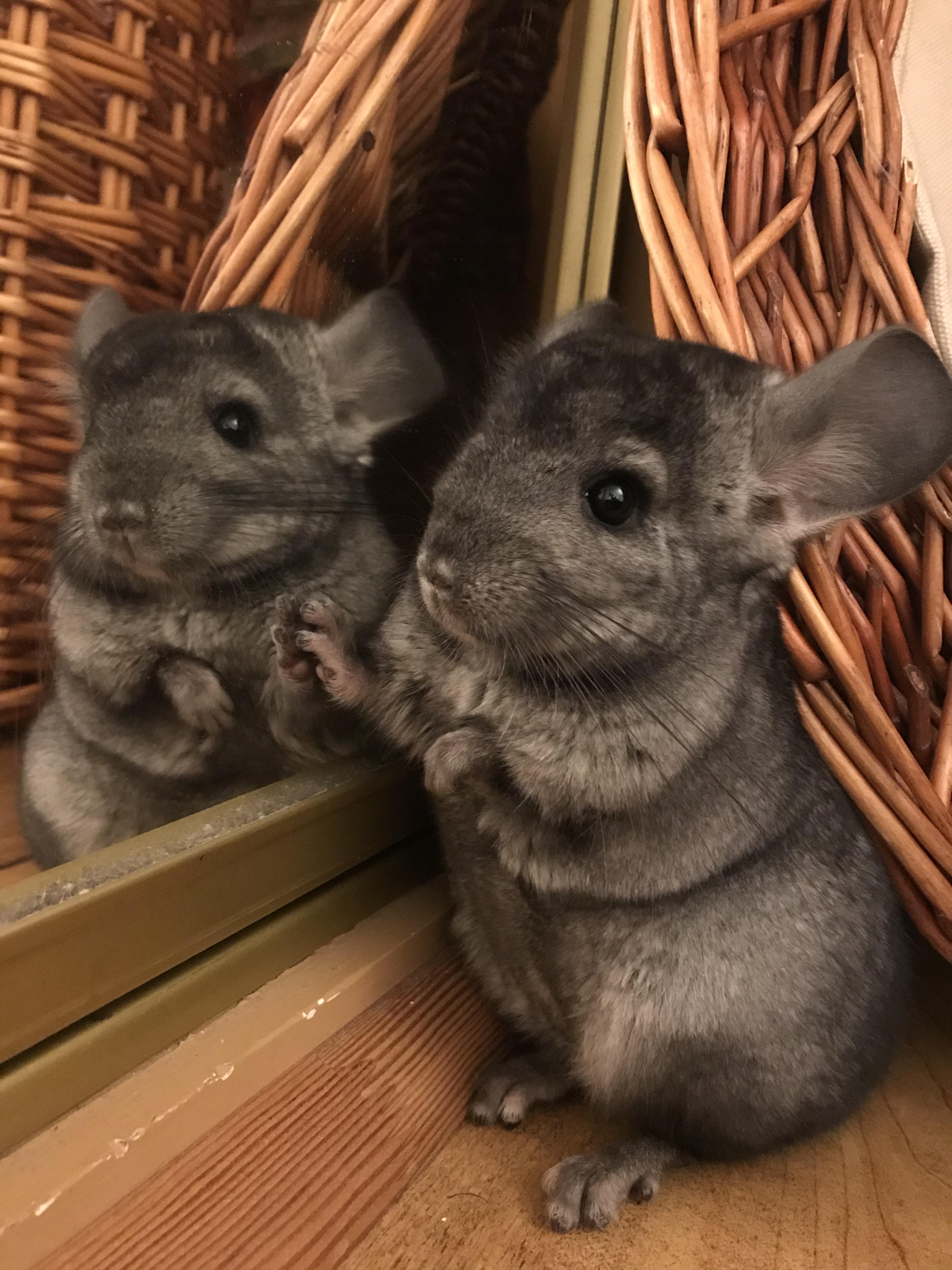 Remy wants to say hello | Scrolller