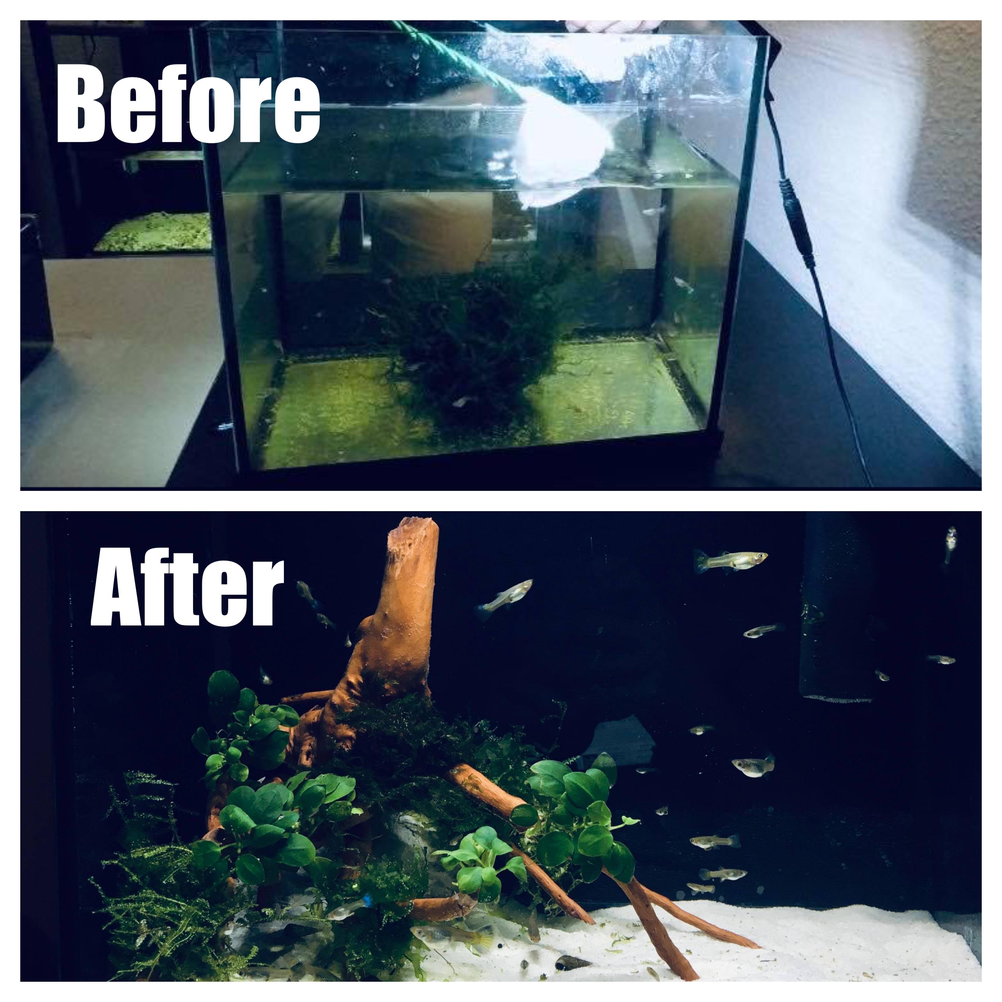 Rescaped my grow-up guppy tank a little bit... Spiderwood, Anubias Nana & Mosses | Scrolller