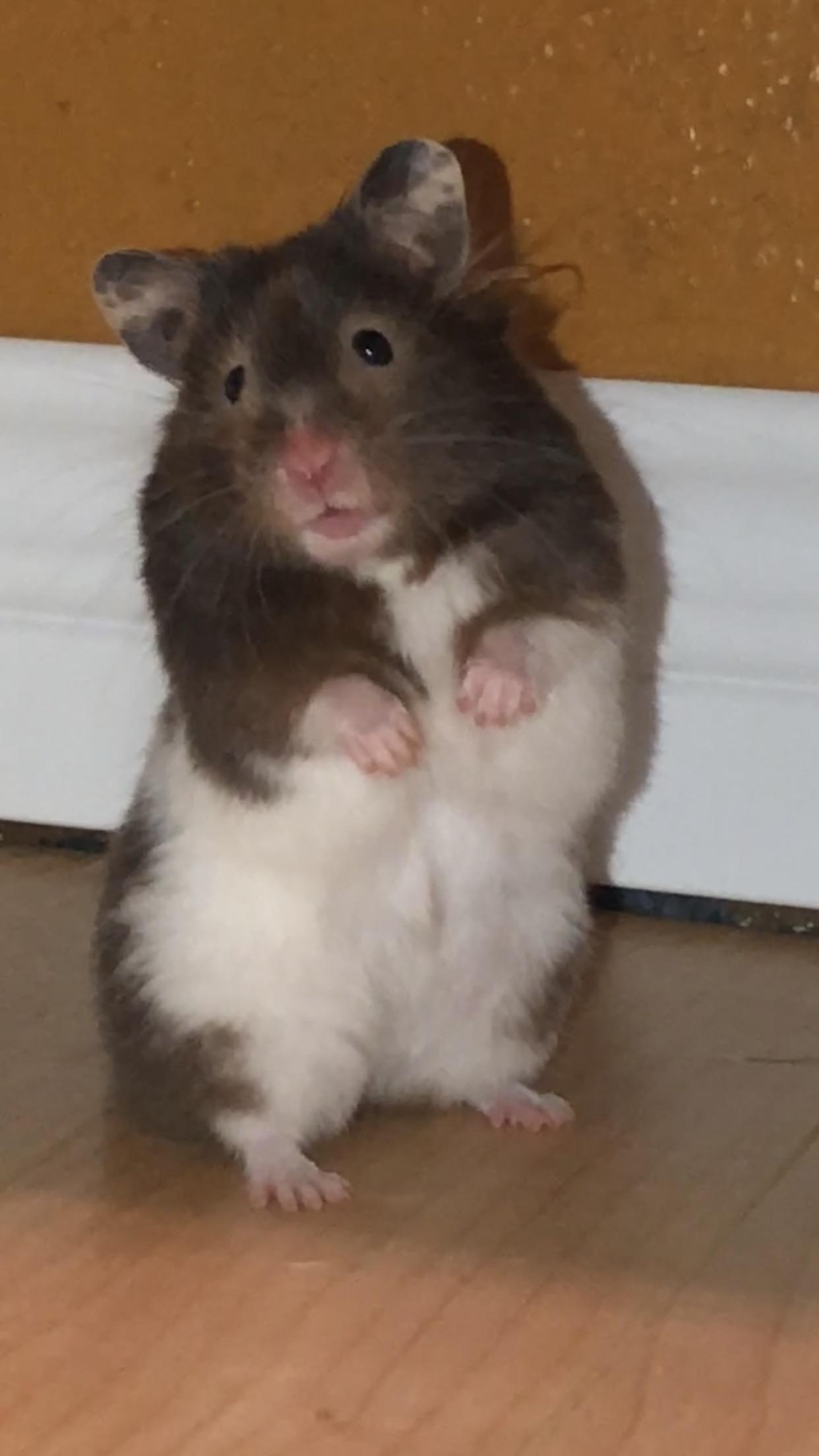 Rest In Peace little Bean 🥺 ️ | Scrolller