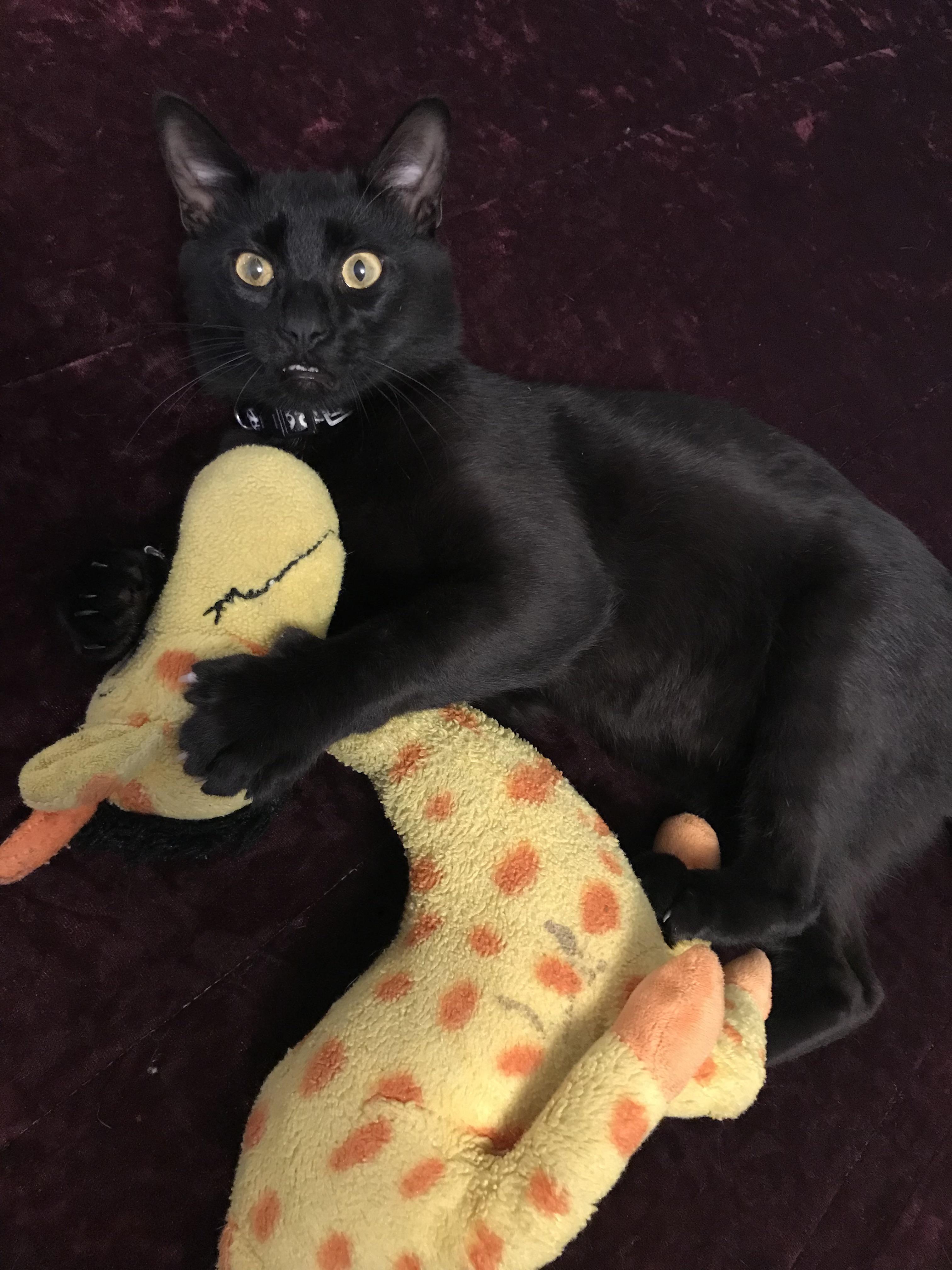 Retiring our daughters favorite stuffed animal onto our baby void because he LOVES that it ...