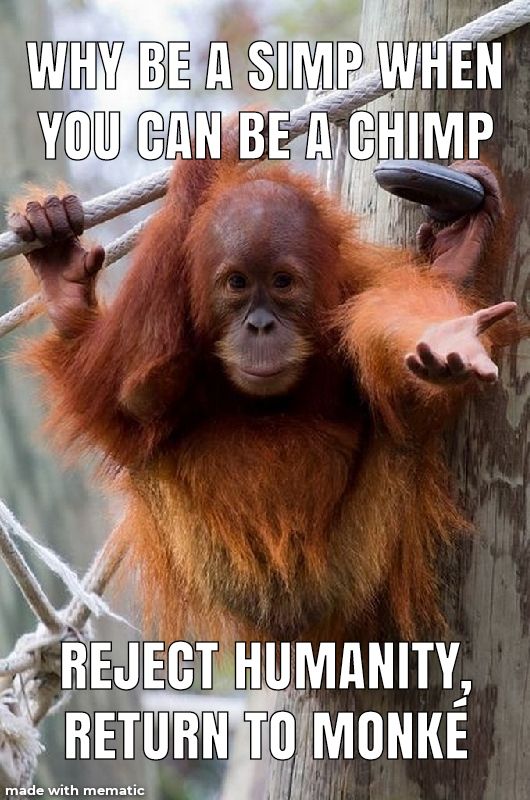 Return to monké | Scrolller