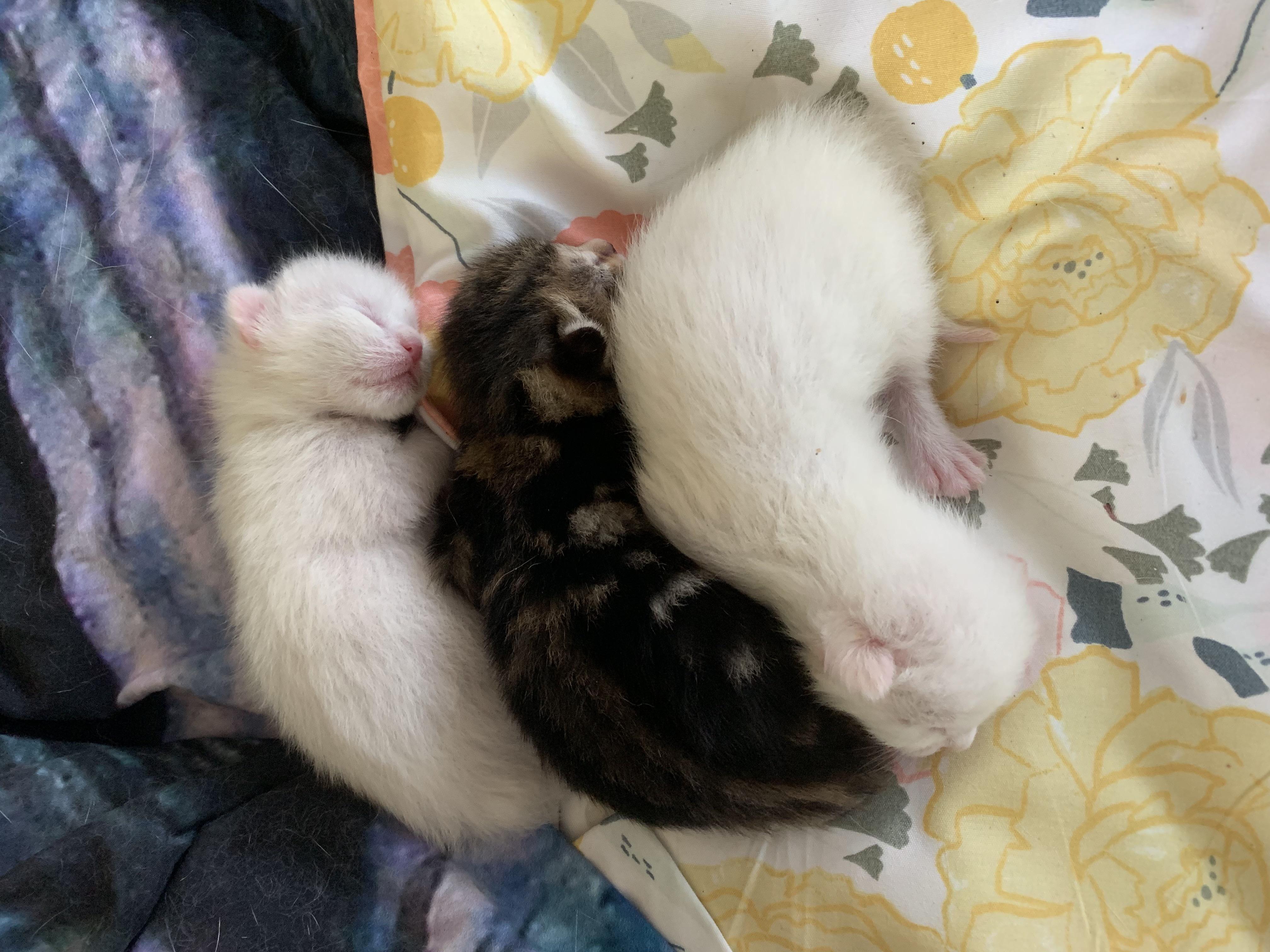 Reverse OREO | Scrolller