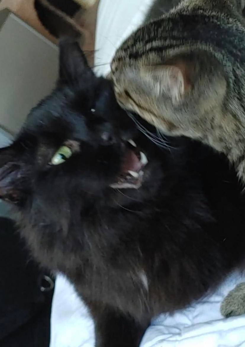 Rico screaming at his little brother for disturbing him mid butthole-lick | Scrolller