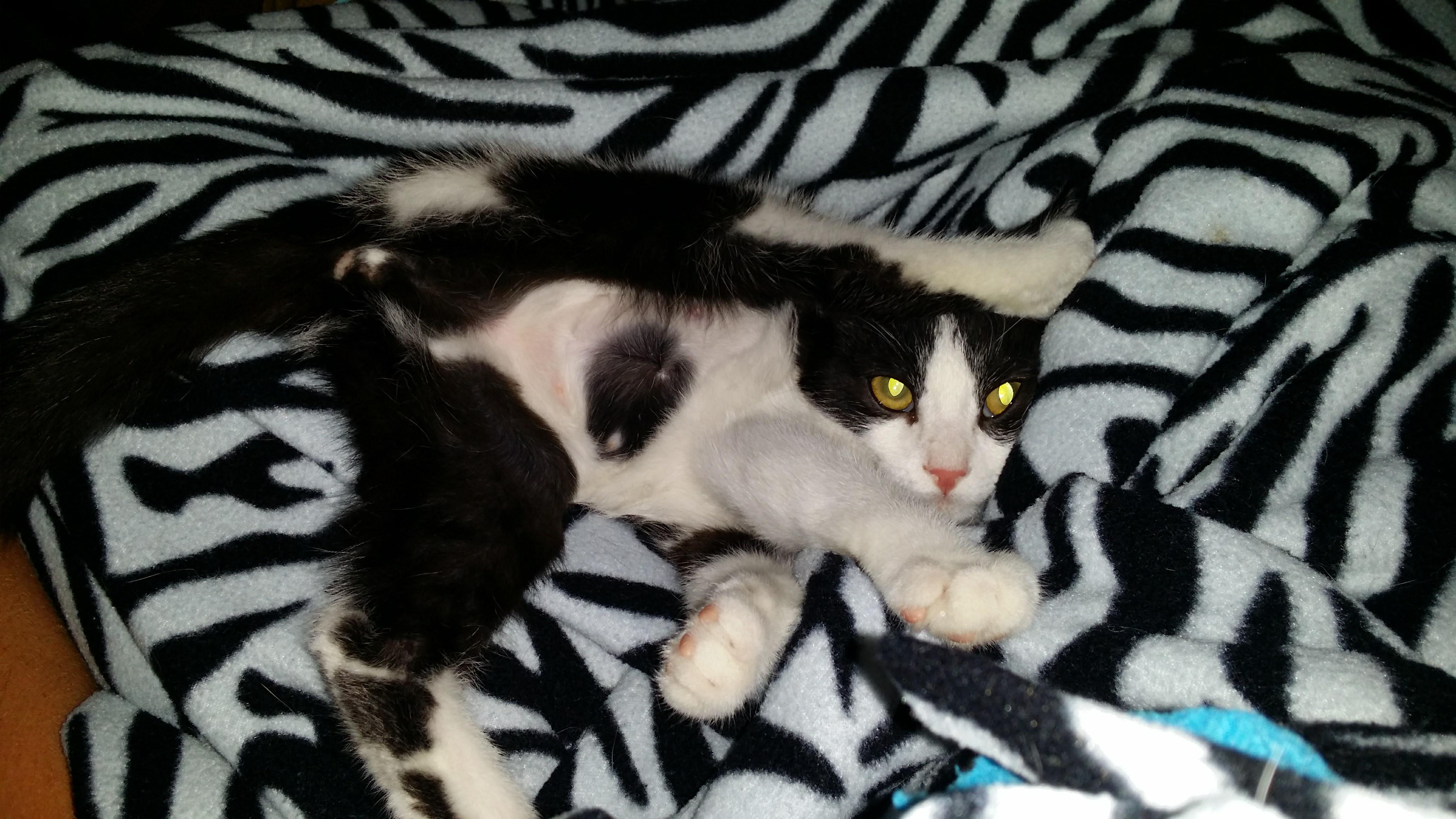 Ridiculous cat is ridiculous. | Scrolller