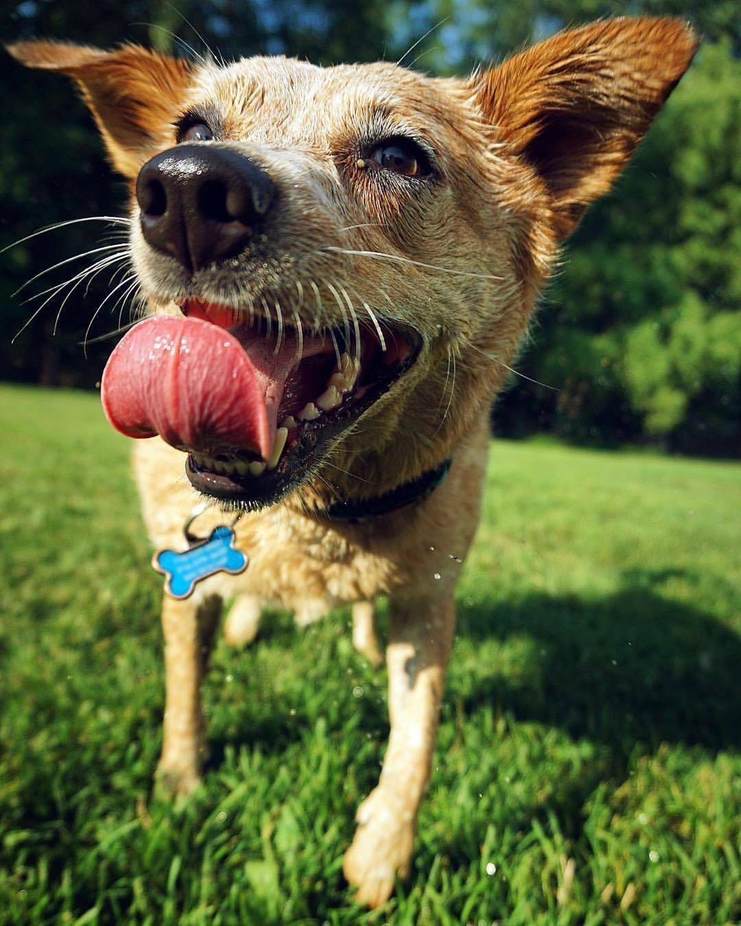 Ridiculously Photogenic Derpy Dog | Scrolller