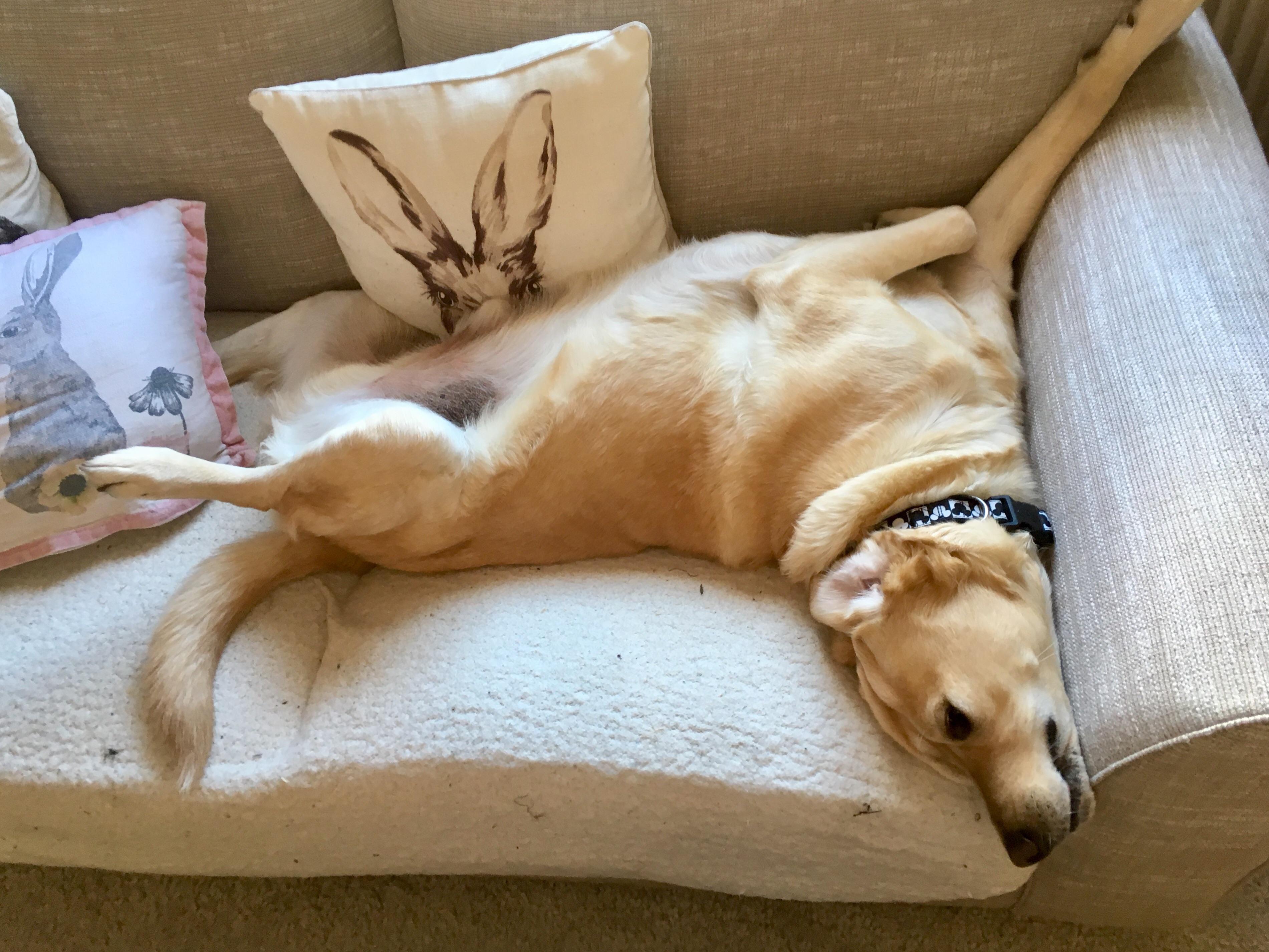 Right Angled Doggo | Scrolller