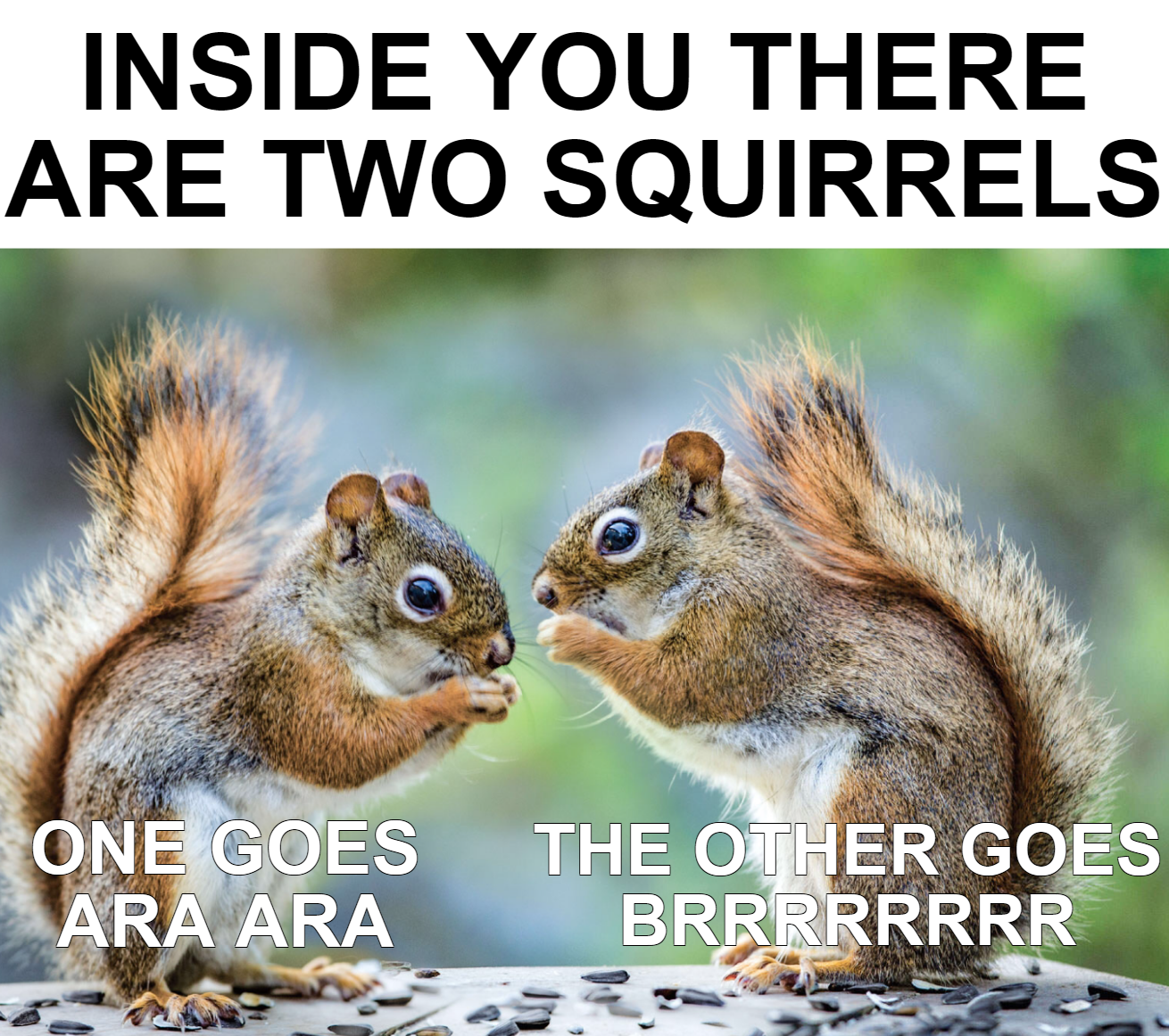 Risu in a nutshell (as seen in her Snow Halation cover) | Scrolller