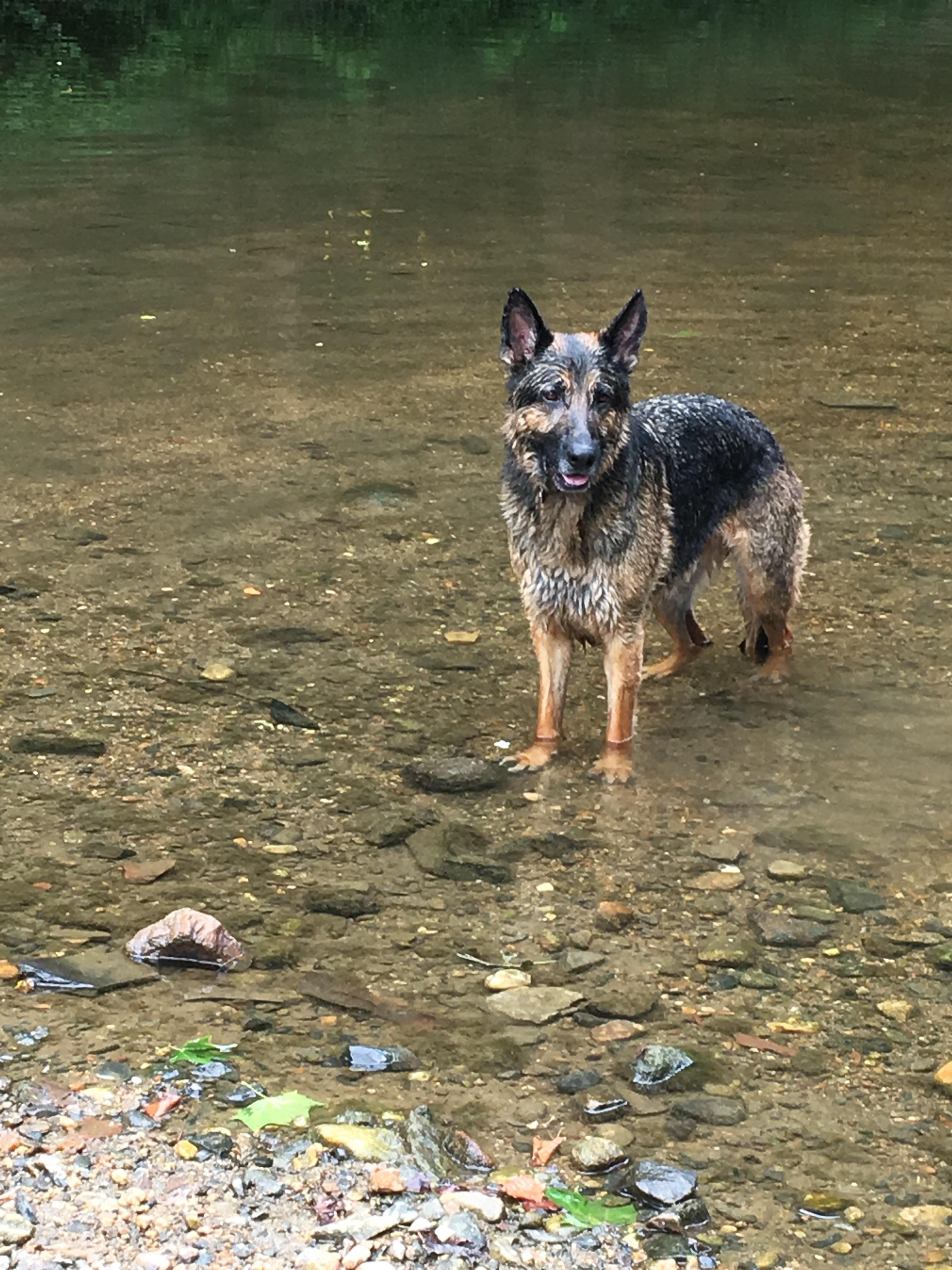 River Dog | Scrolller