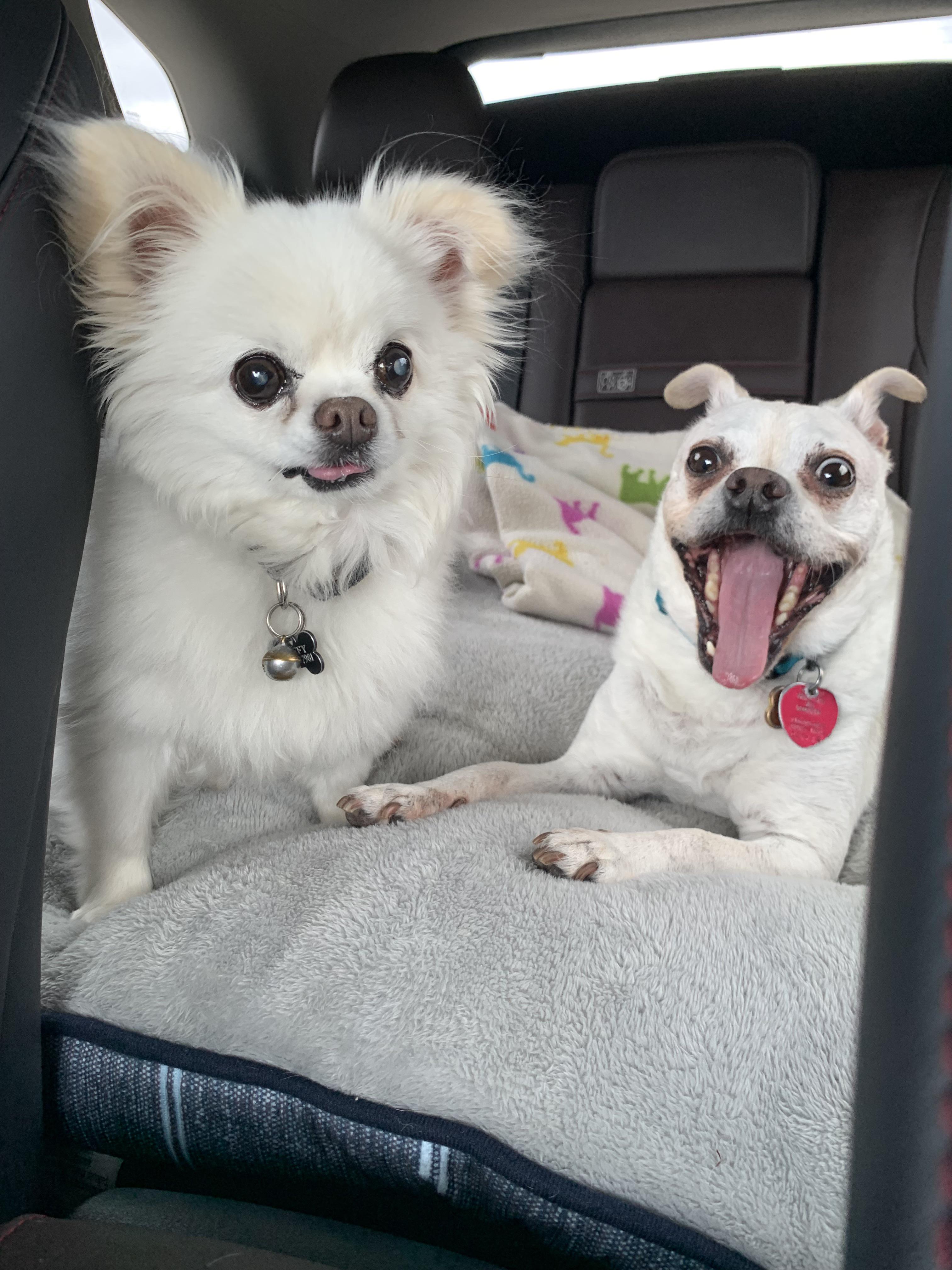 Road trip derp alert | Scrolller