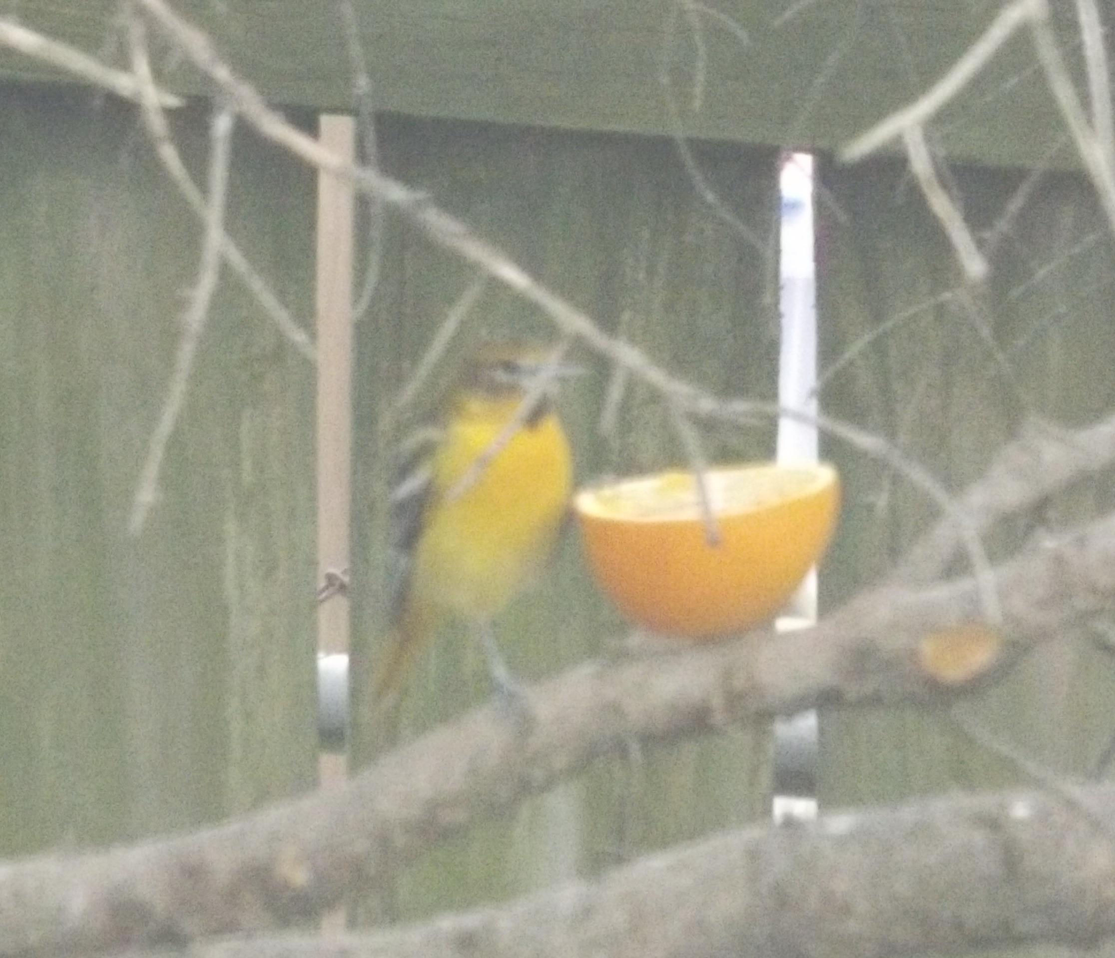 Robin sized bird at backyard orange, Iowa. | Scrolller
