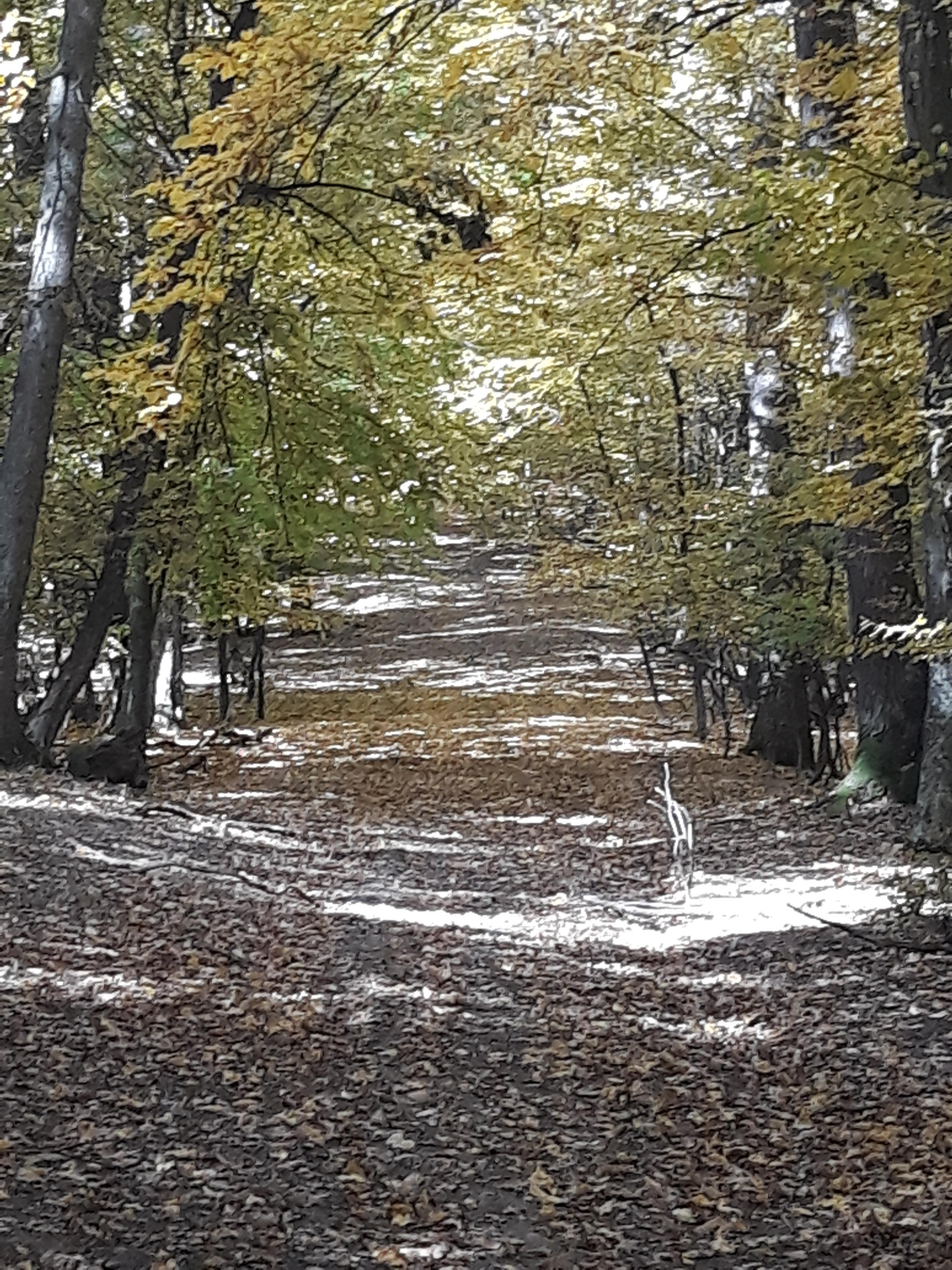 Romania. Brasov | Scrolller