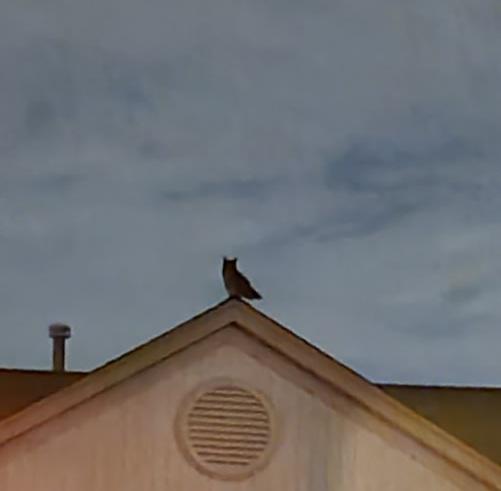 Rooftop friend | Scrolller