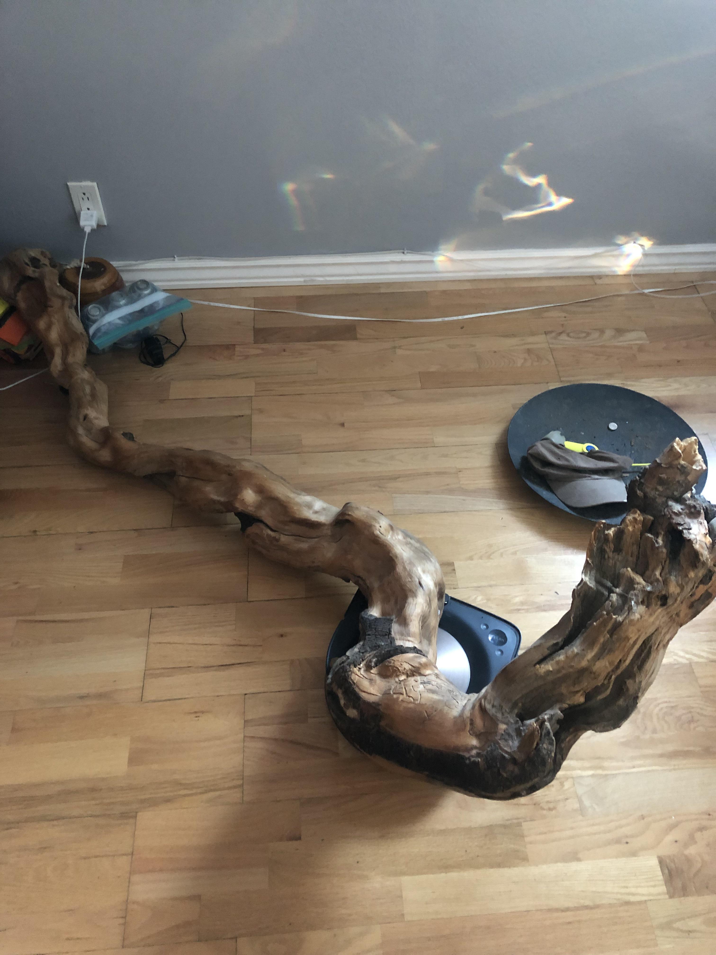 Roomba had a wild date while I was at work. | Scrolller