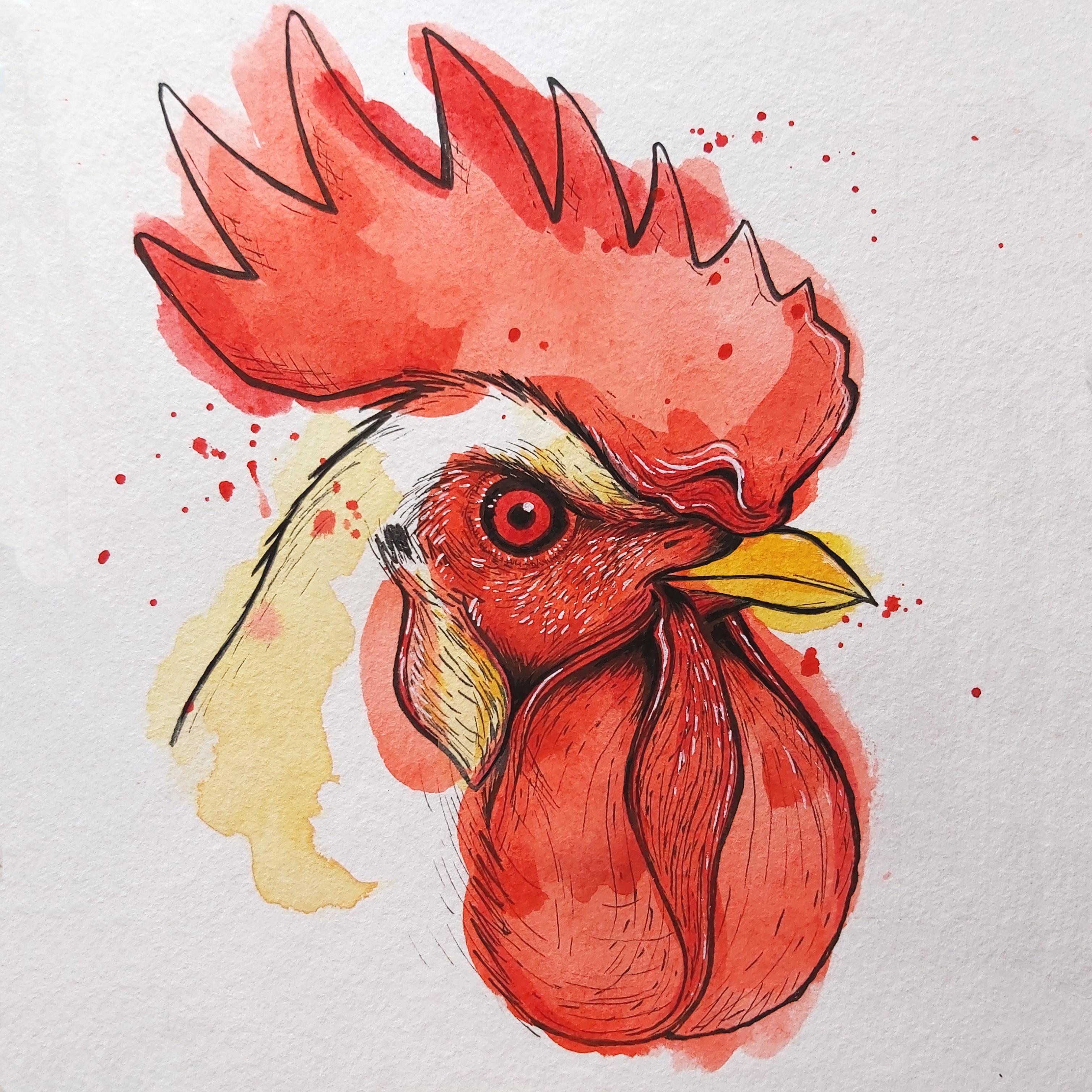 Rooster | Scrolller