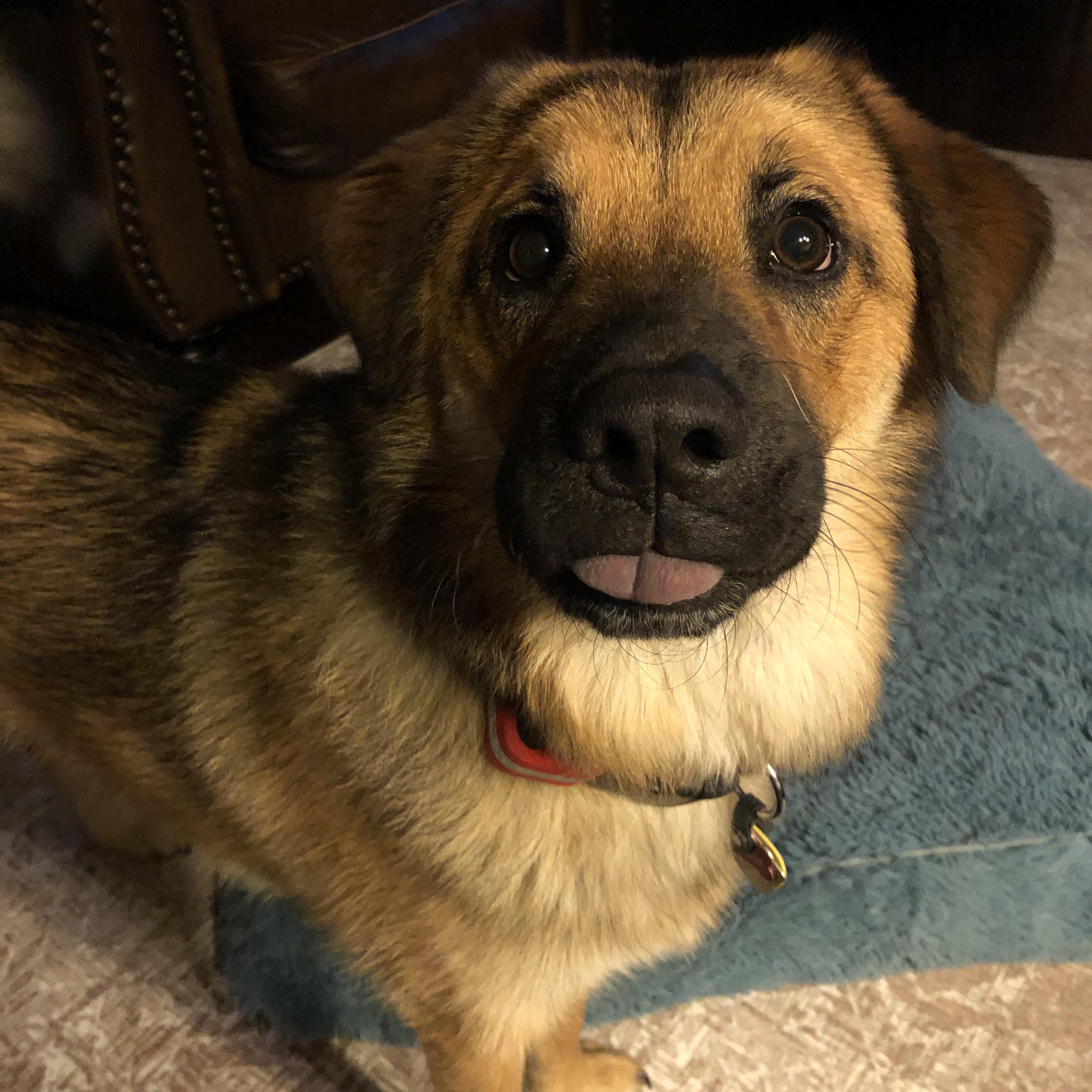 Roscoe’s blop | Scrolller