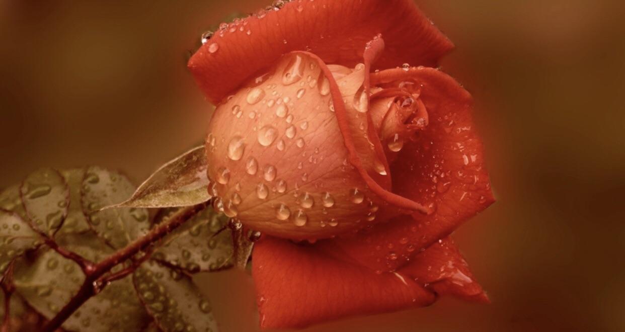 Rosey Dew | Scrolller