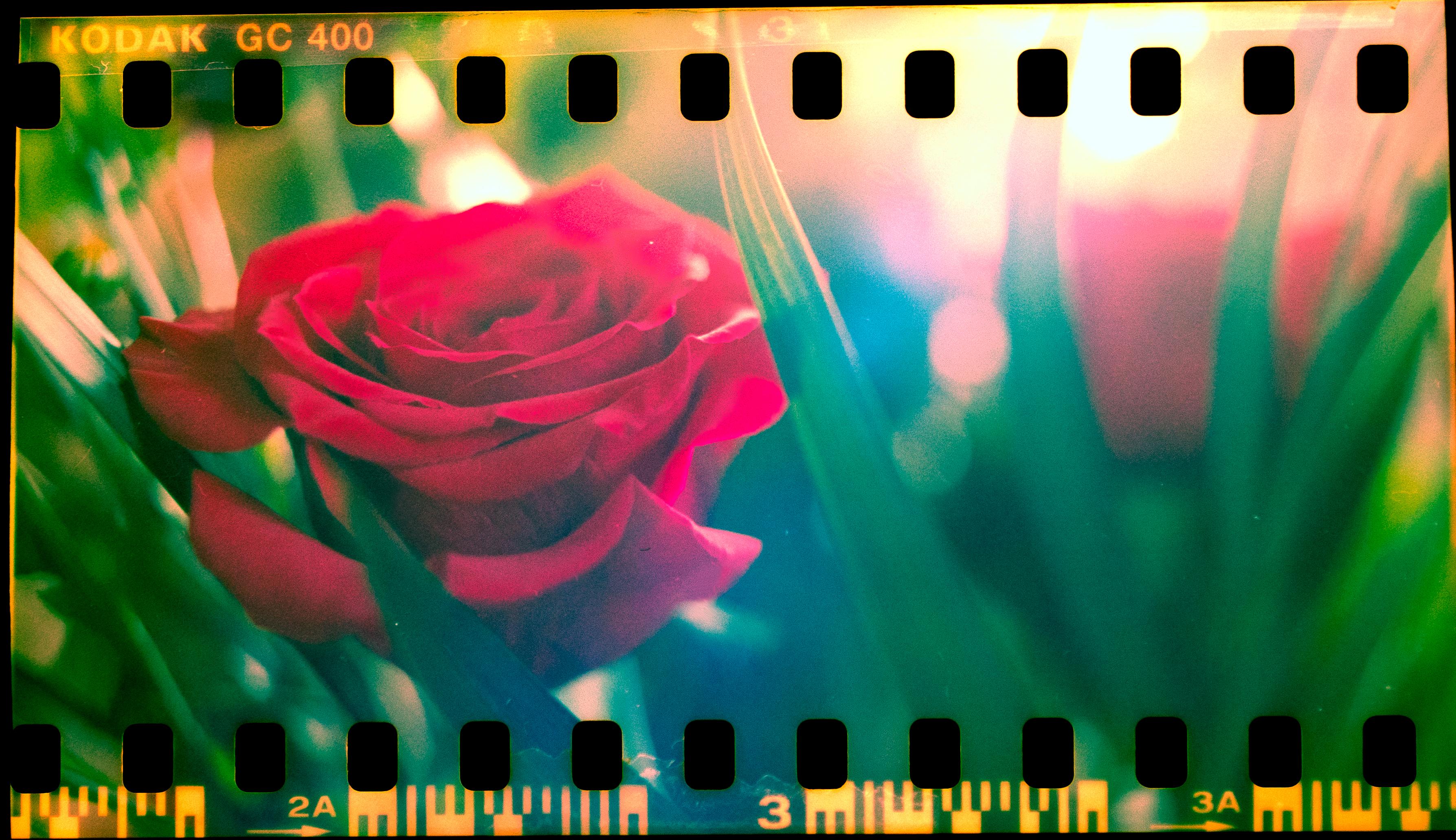 Rosey (Mamiya RB67/ Ultramax 400/ 50mm) | Scrolller