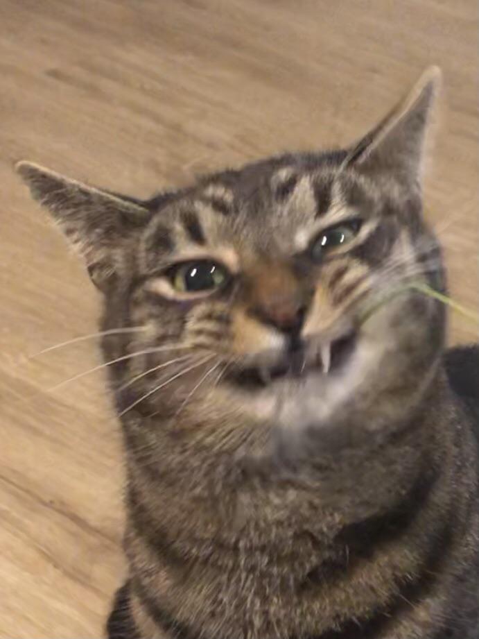 Roshi scrunge | Scrolller