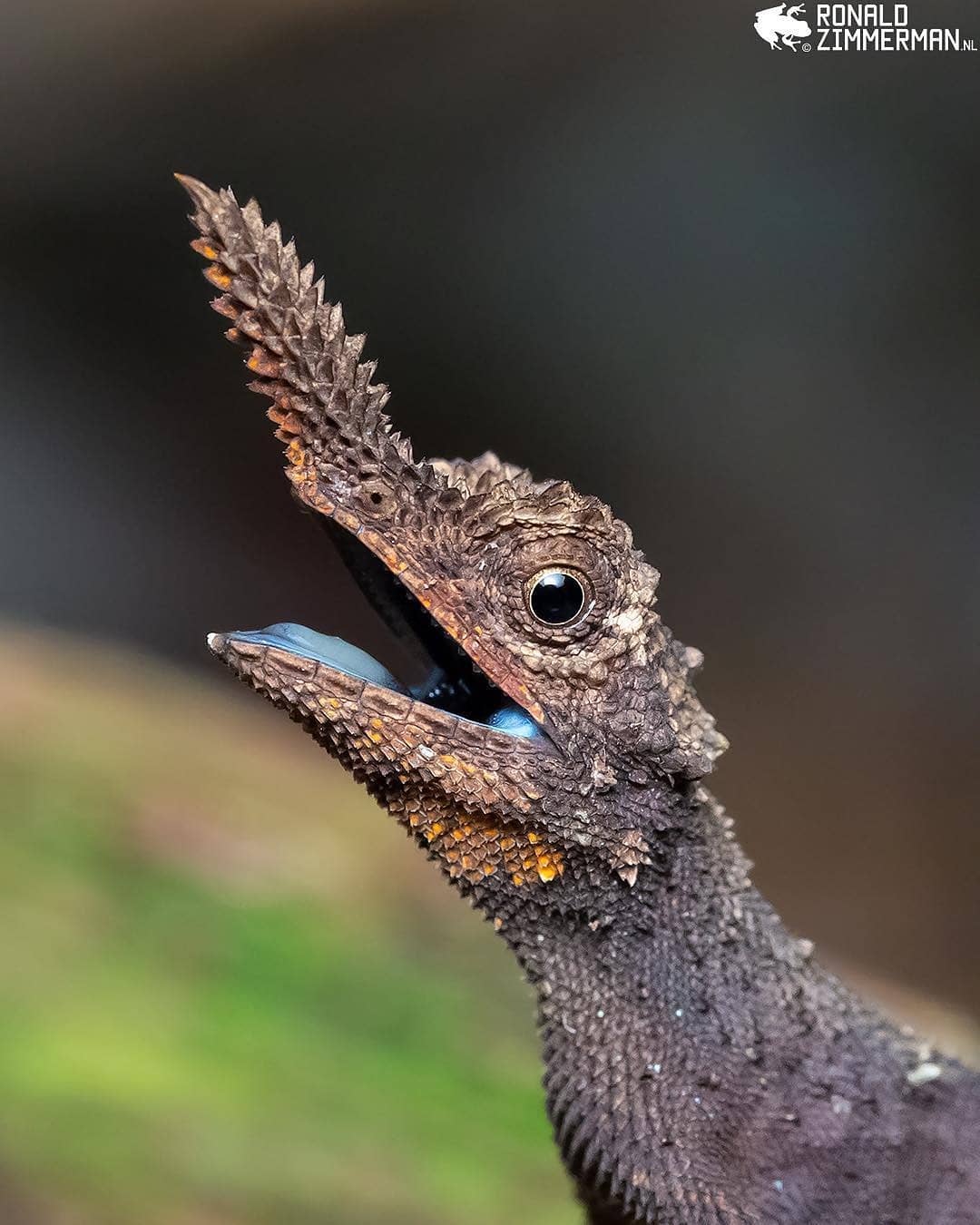 Rough-nosed Horned Lizard | Scrolller