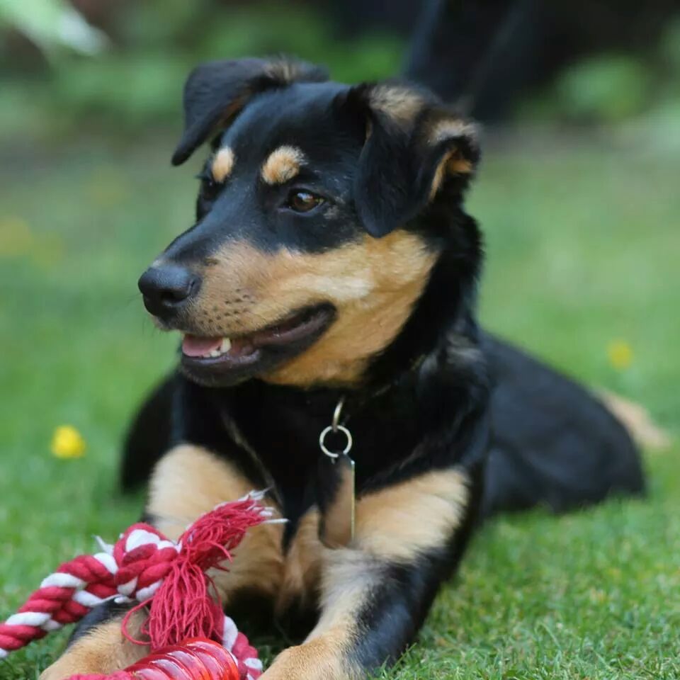 Roxy. Absolutely love this photo! | Scrolller